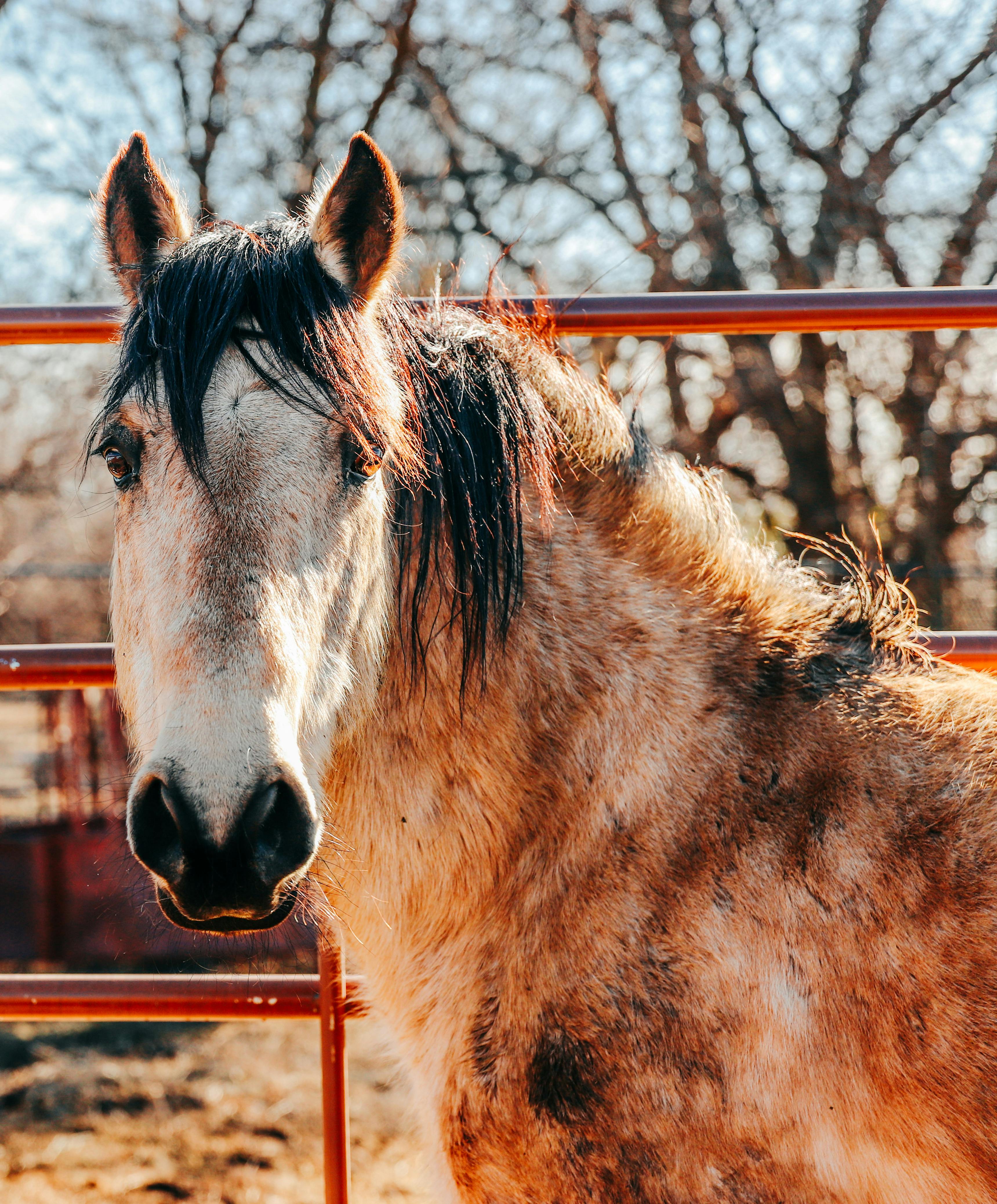 A Horse in a Ranch · Free Stock Photo