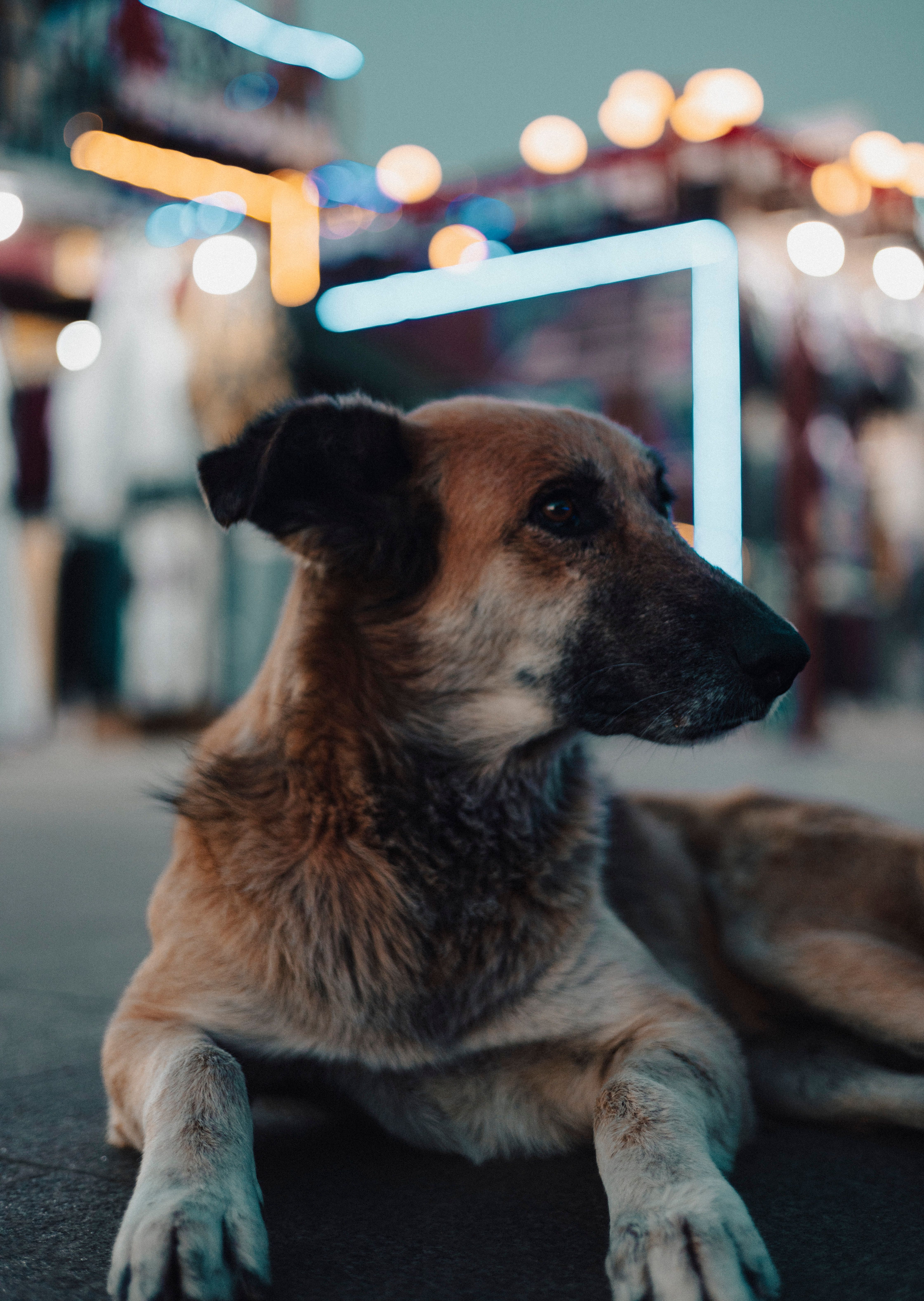 Close-up Photo of a Stray Dog · Free Stock Photo