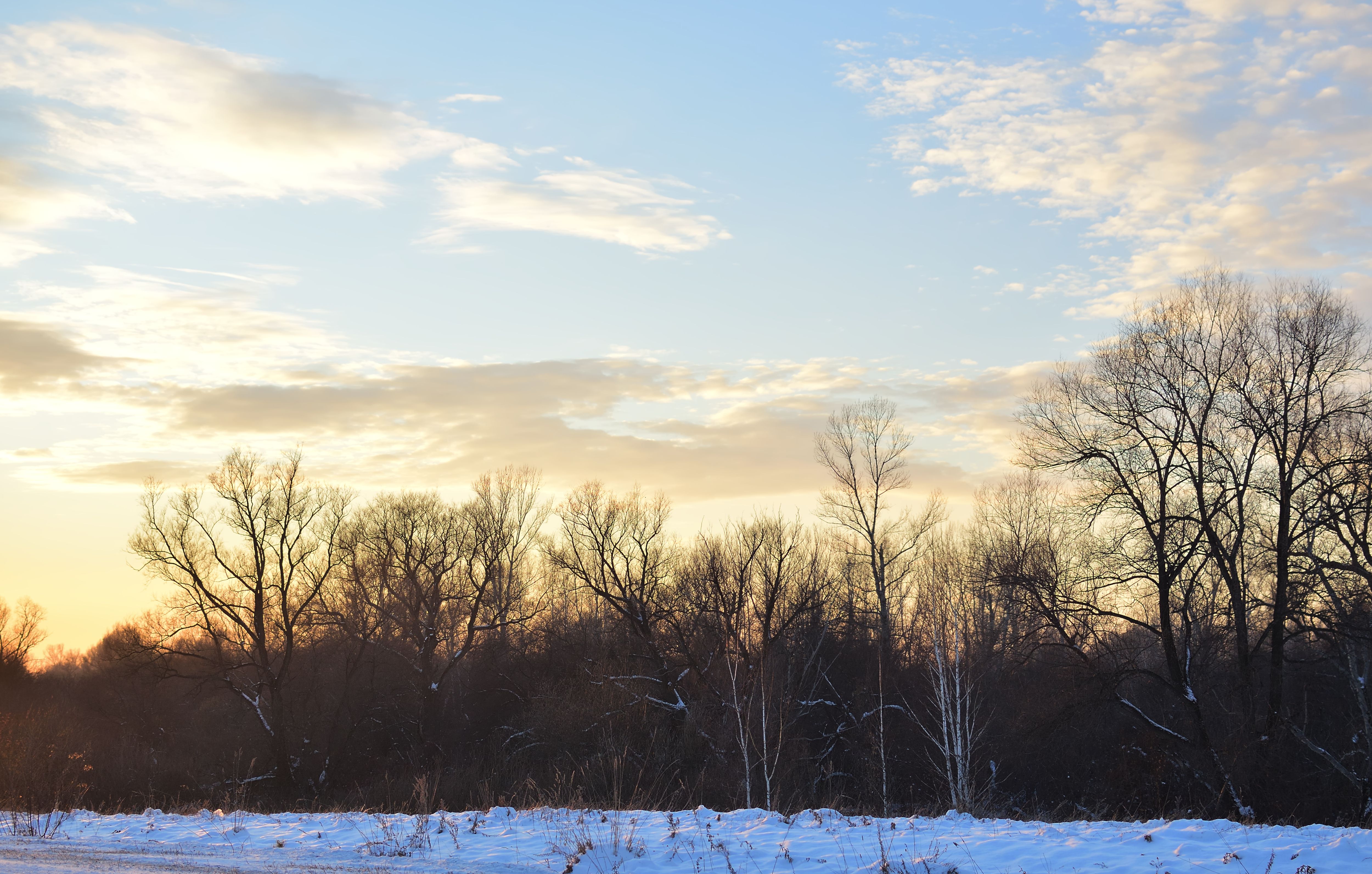 Reindeer in Winter Scenery under Pink Moody Sky · Free Stock Photo