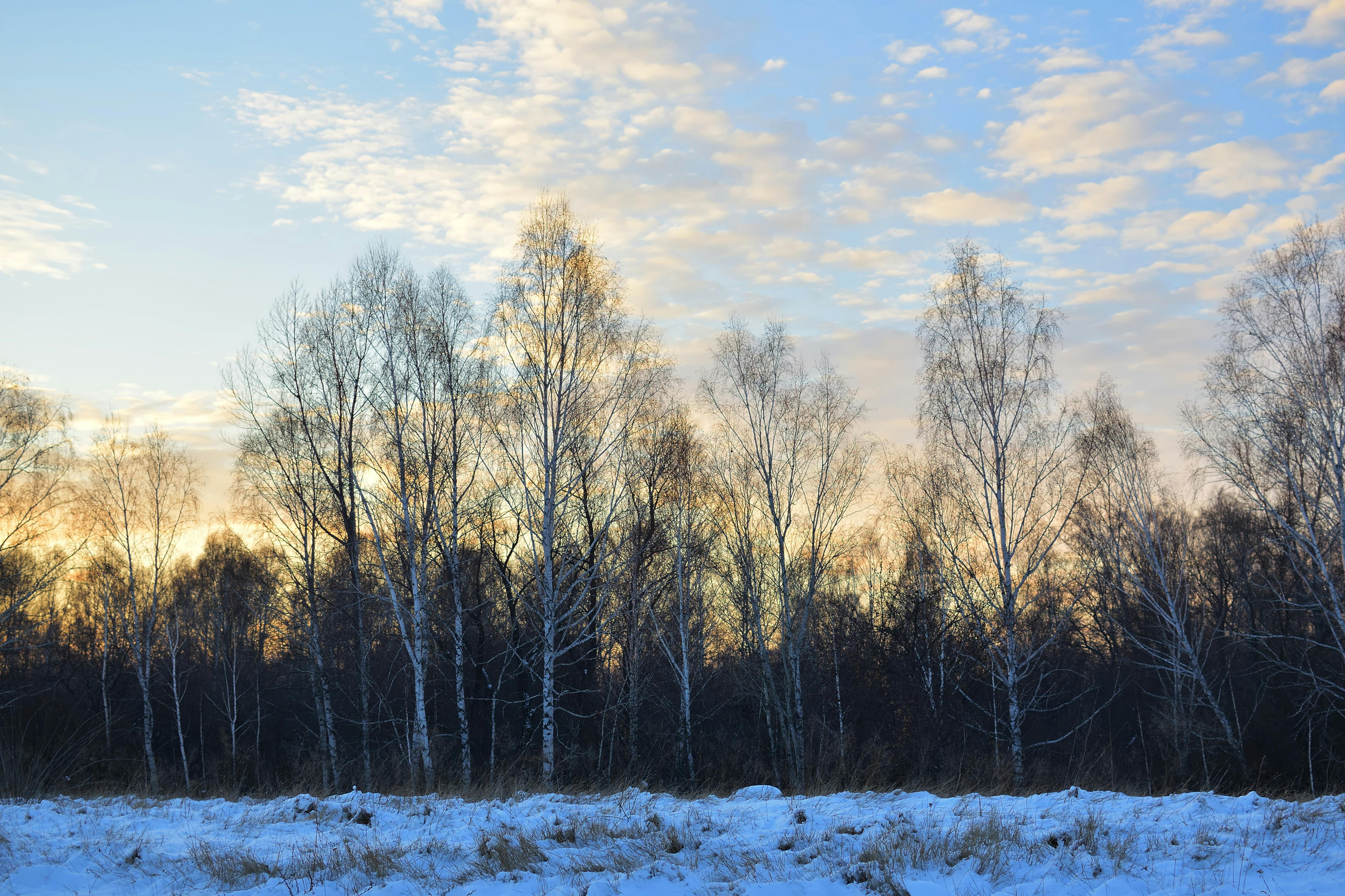 Winter Landscape with Bare Trees · Free Stock Photo