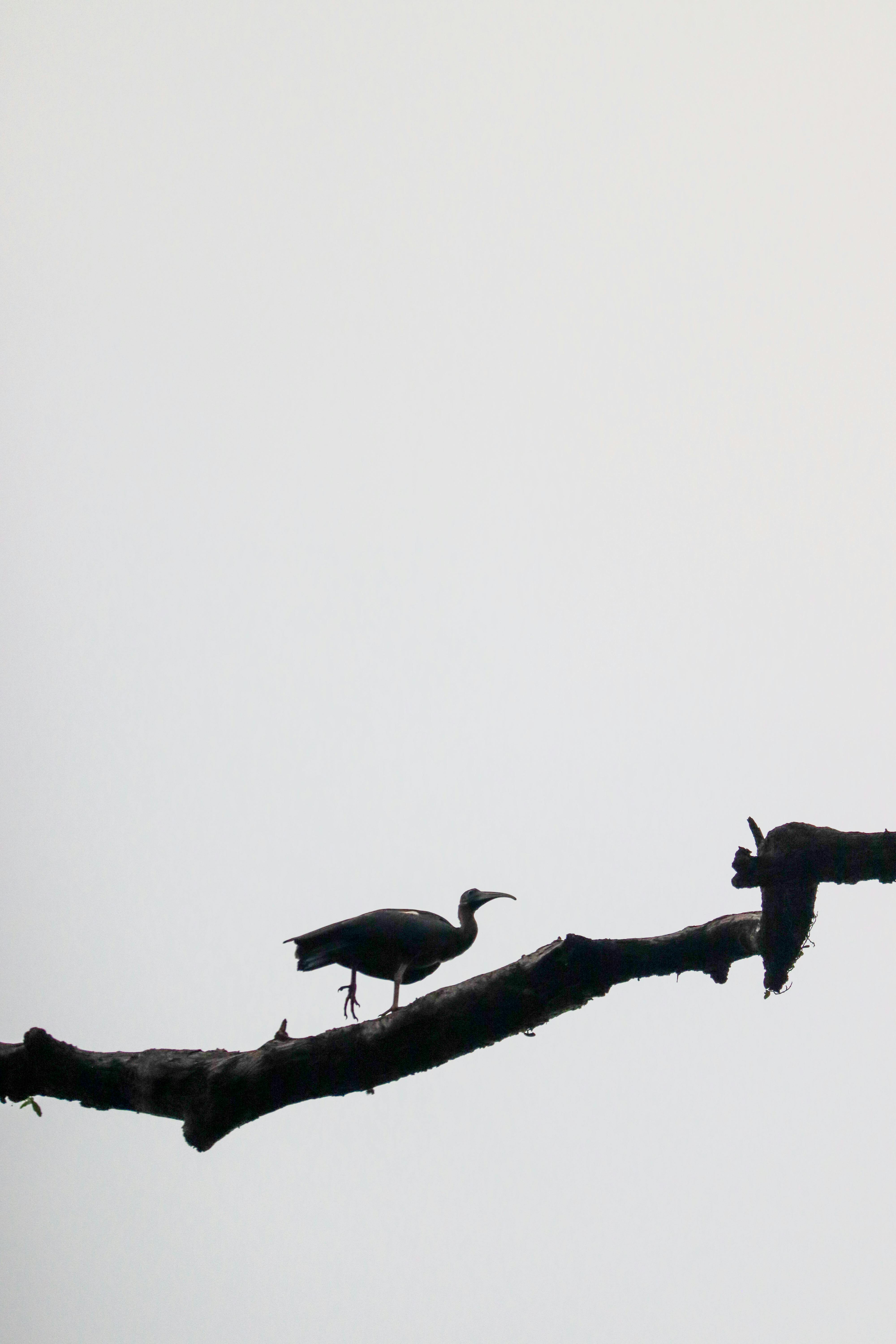 Grayscale Photo of Birds on a Branch · Free Stock Photo