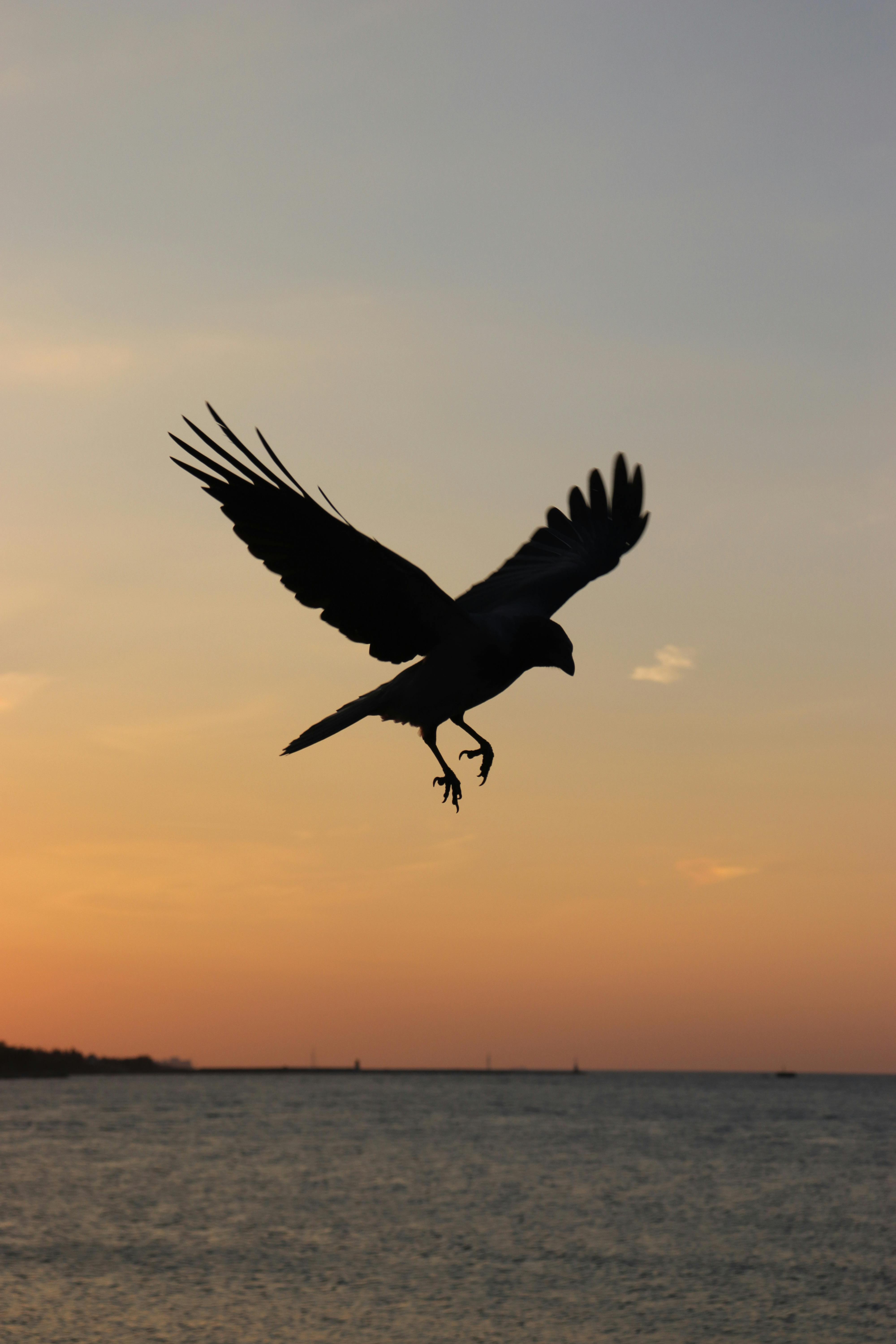 Silhouette of Bird Flying · Free Stock Photo