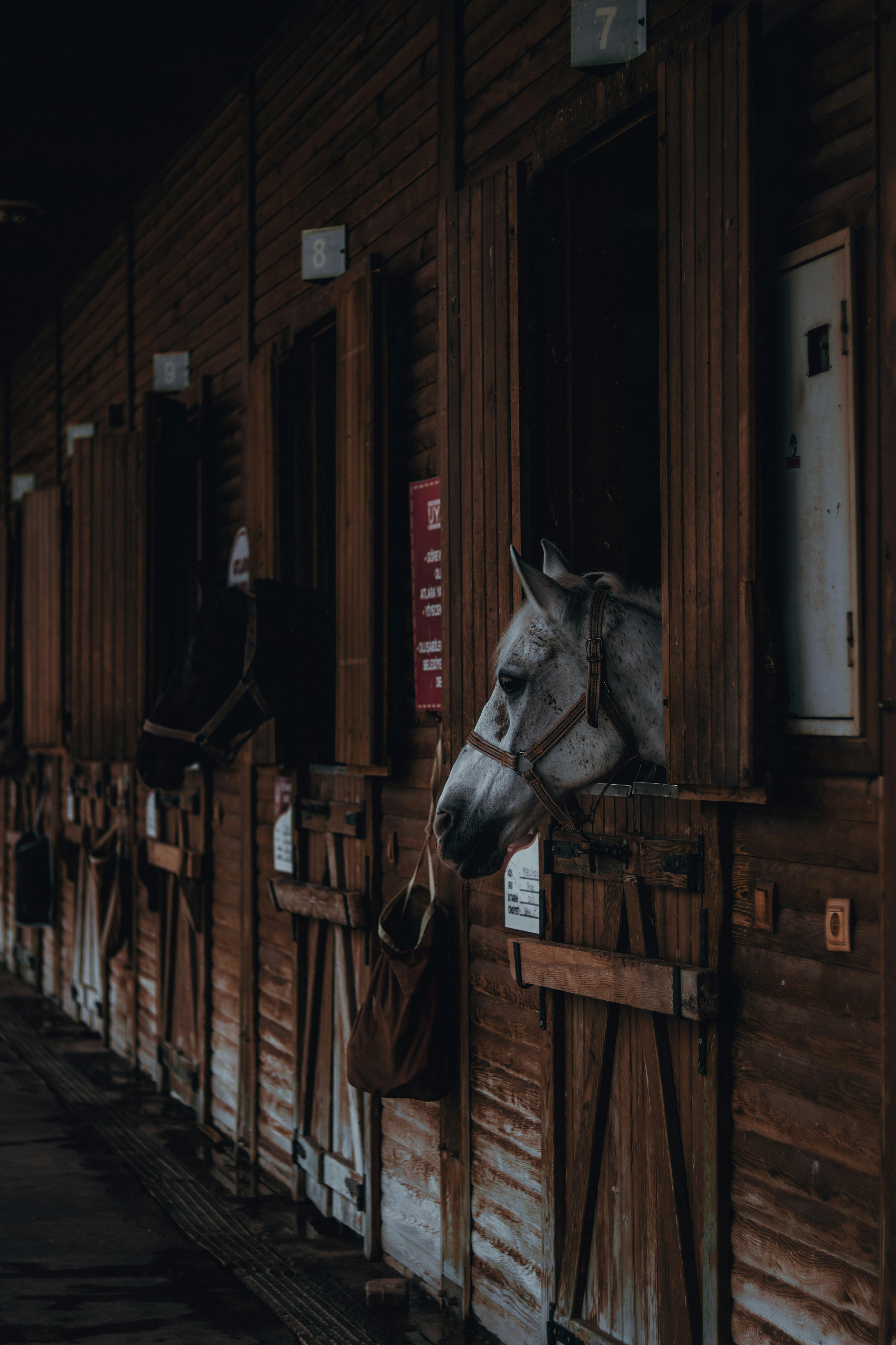 Horses Stable Photos, Download The BEST Free Horses Stable Stock Photos ...