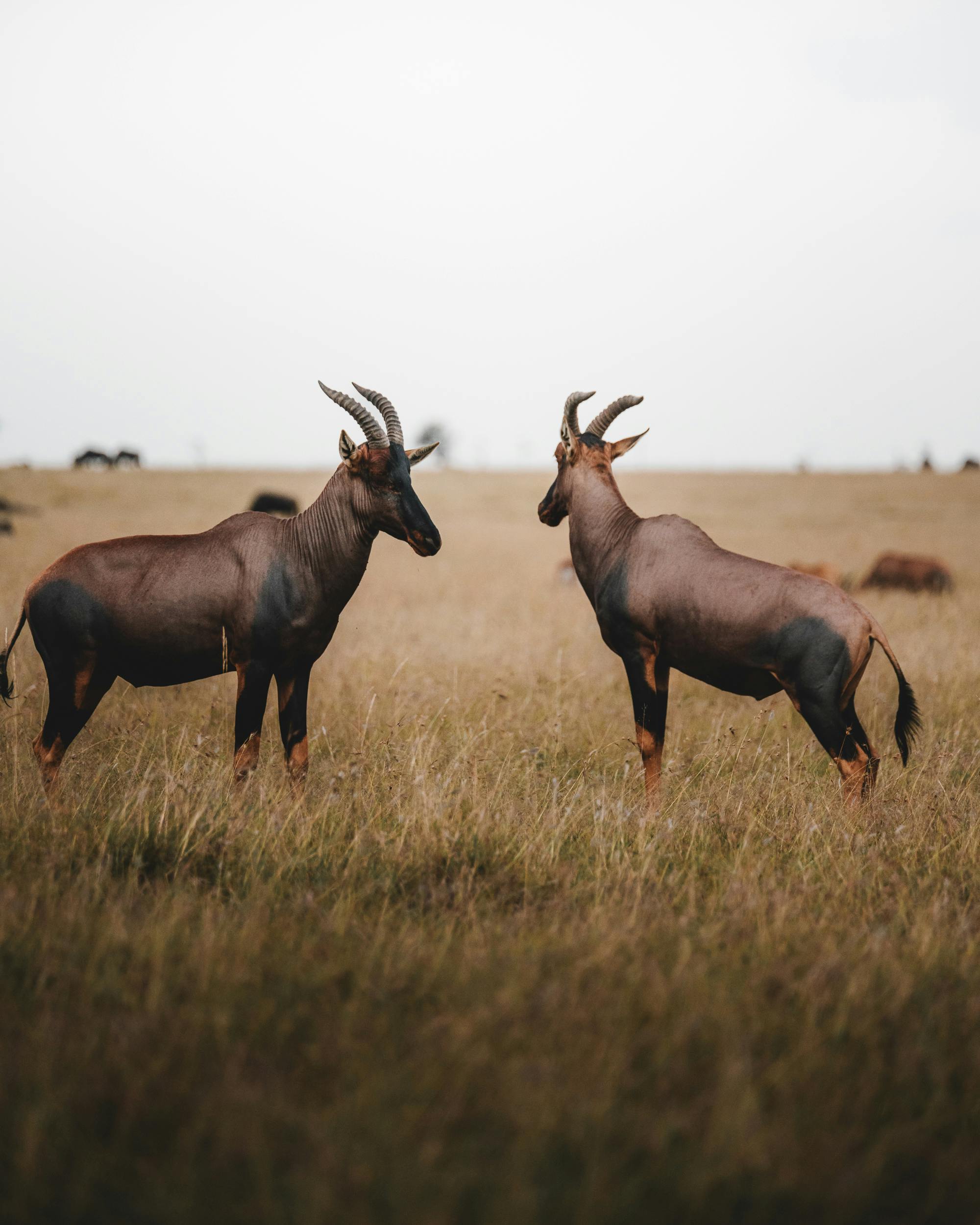Photo of a Antelope Eating on the Pasture · Free Stock Photo