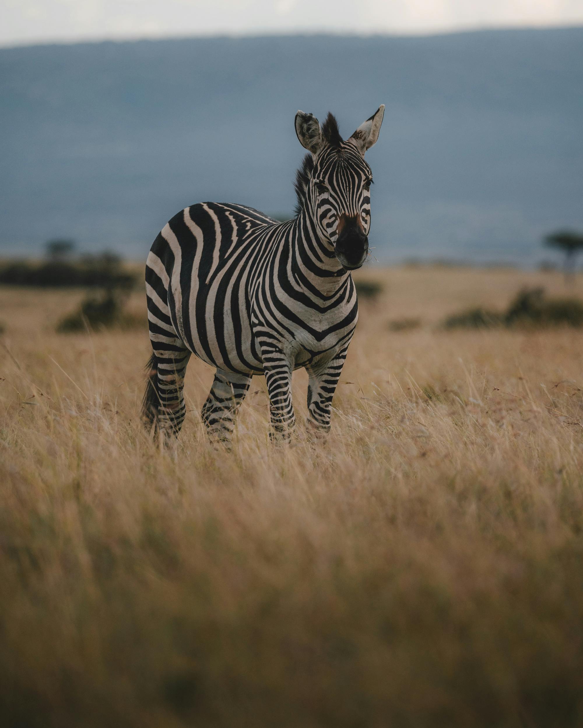 A Zebra Chewing Brown Grass · Free Stock Photo