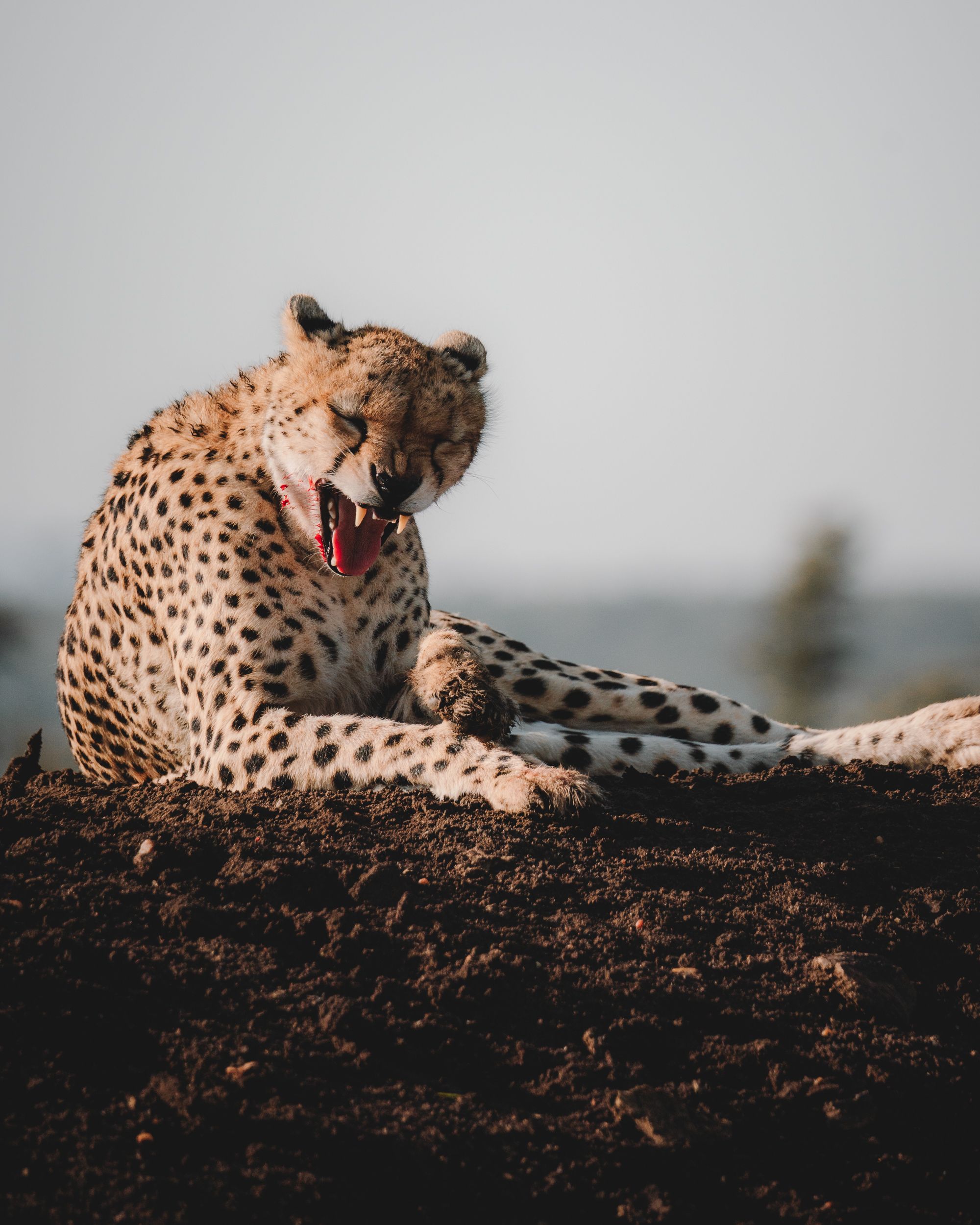 Cheetah Vertical Photos, Download The BEST Free Cheetah Vertical Stock ...