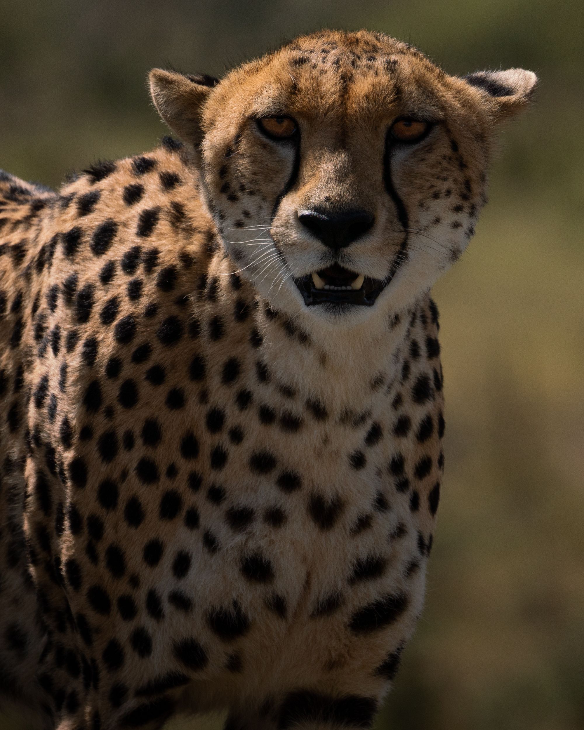 Photo of a Cheetah · Free Stock Photo