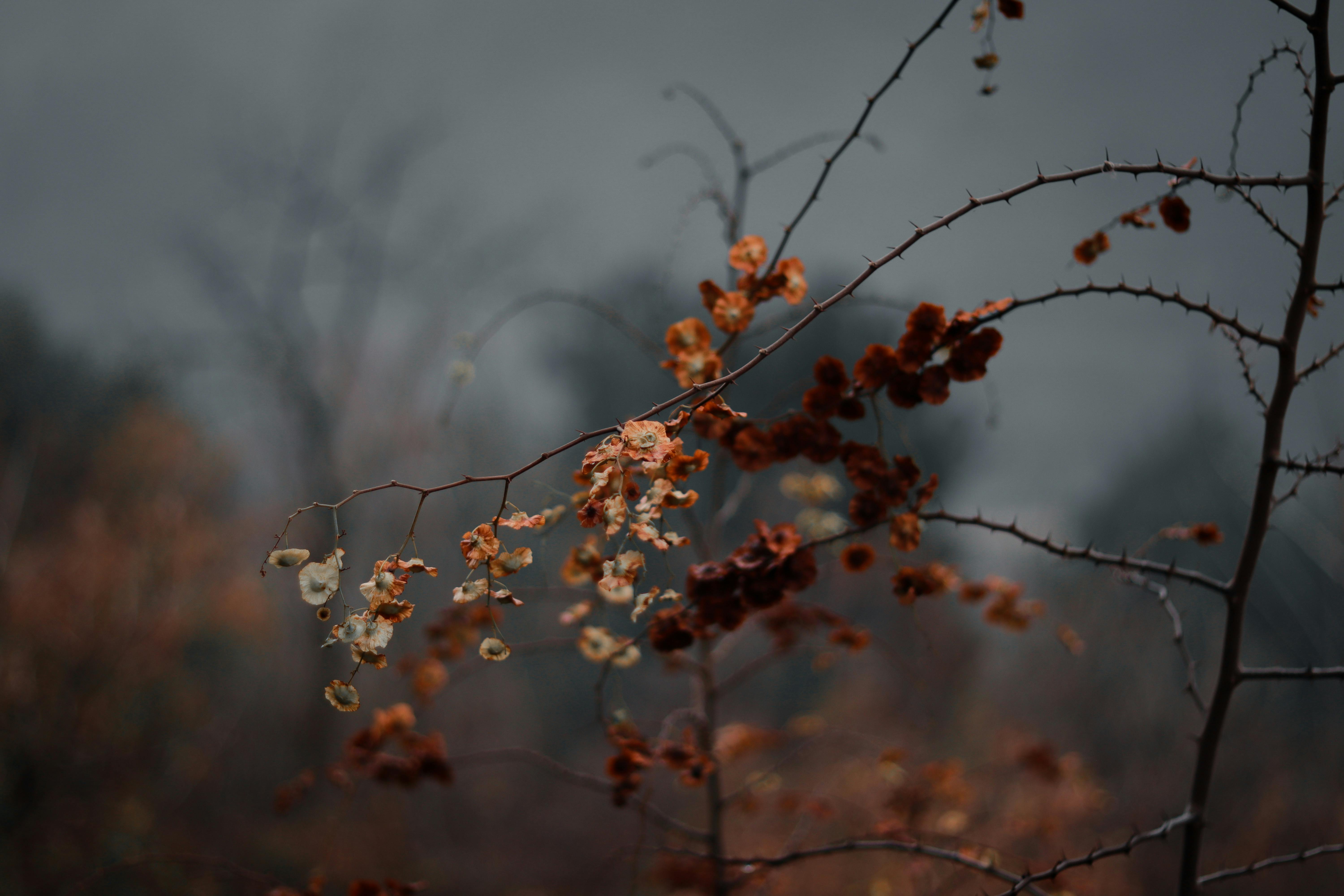 Portrait Photography of Black Leaf Tree · Free Stock Photo