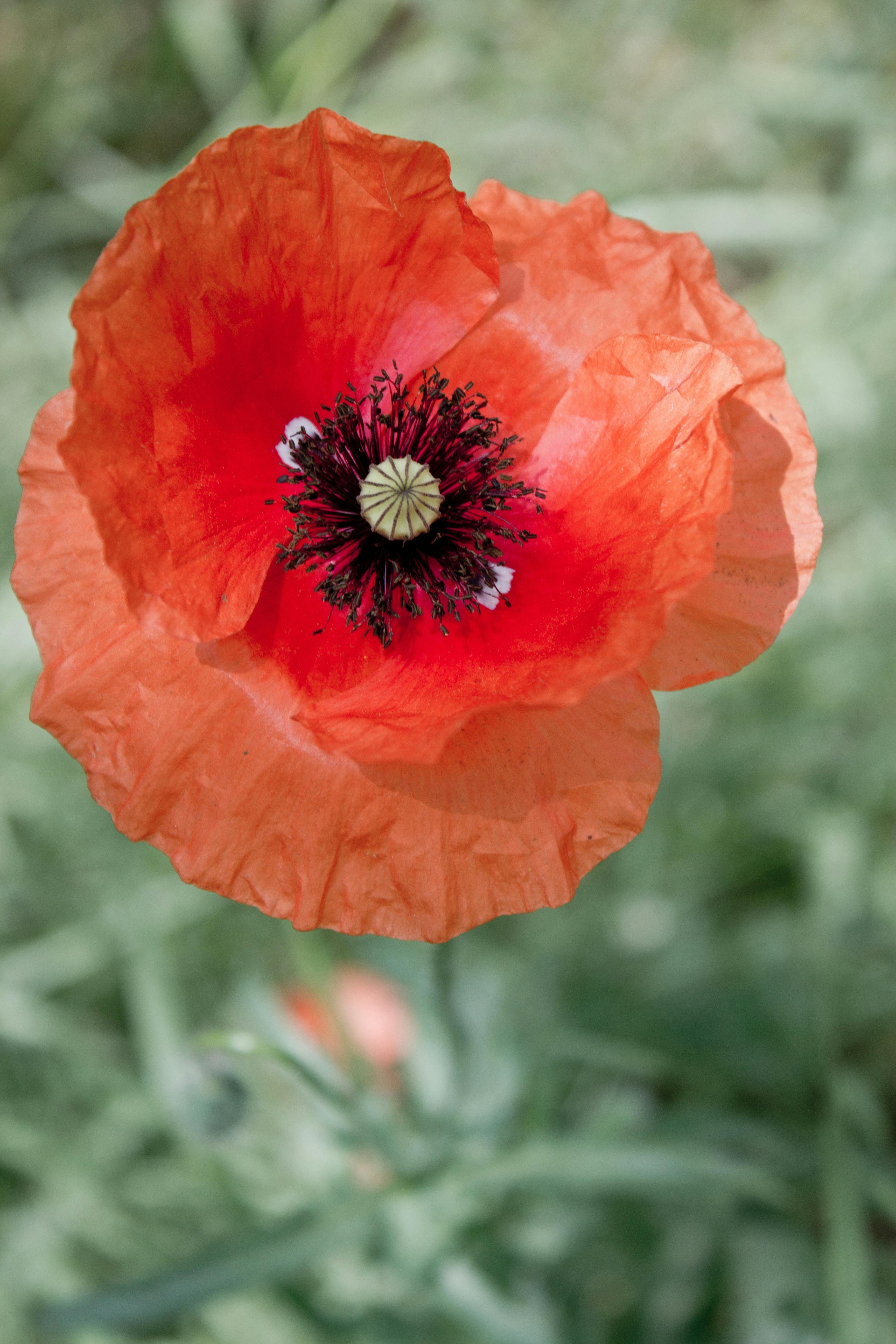 Close-Up Shot of a Poppy Flower · Free Stock Photo