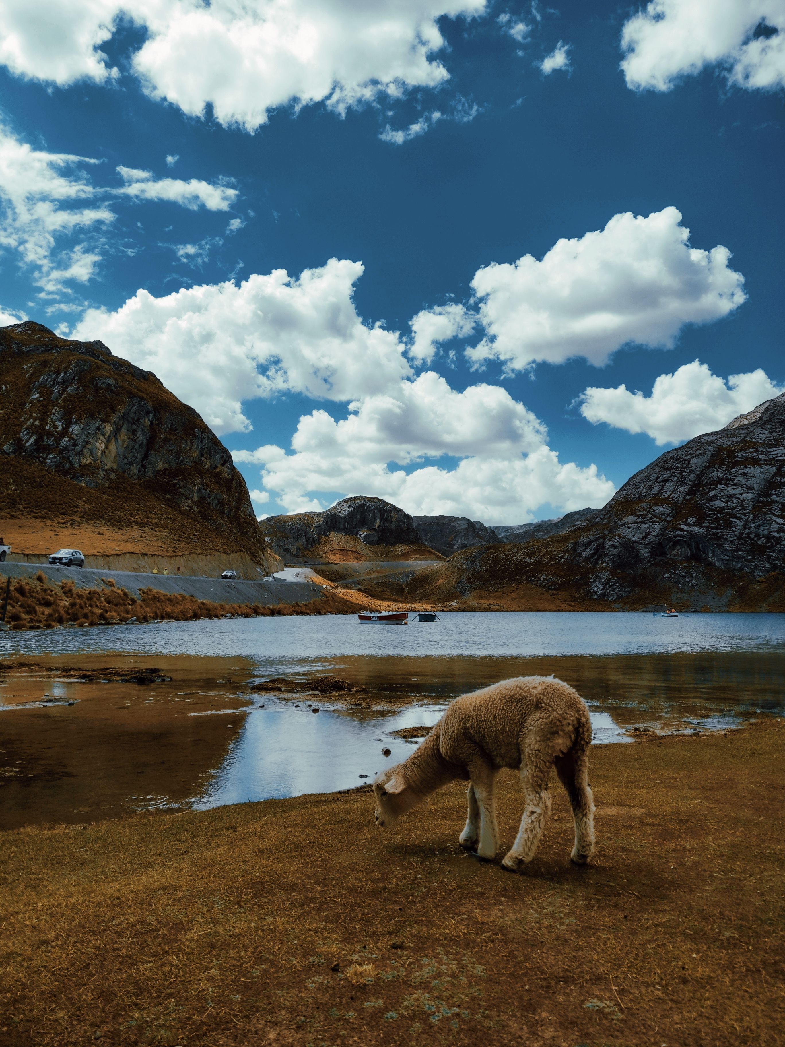 Lama Lying in Mountains · Free Stock Photo