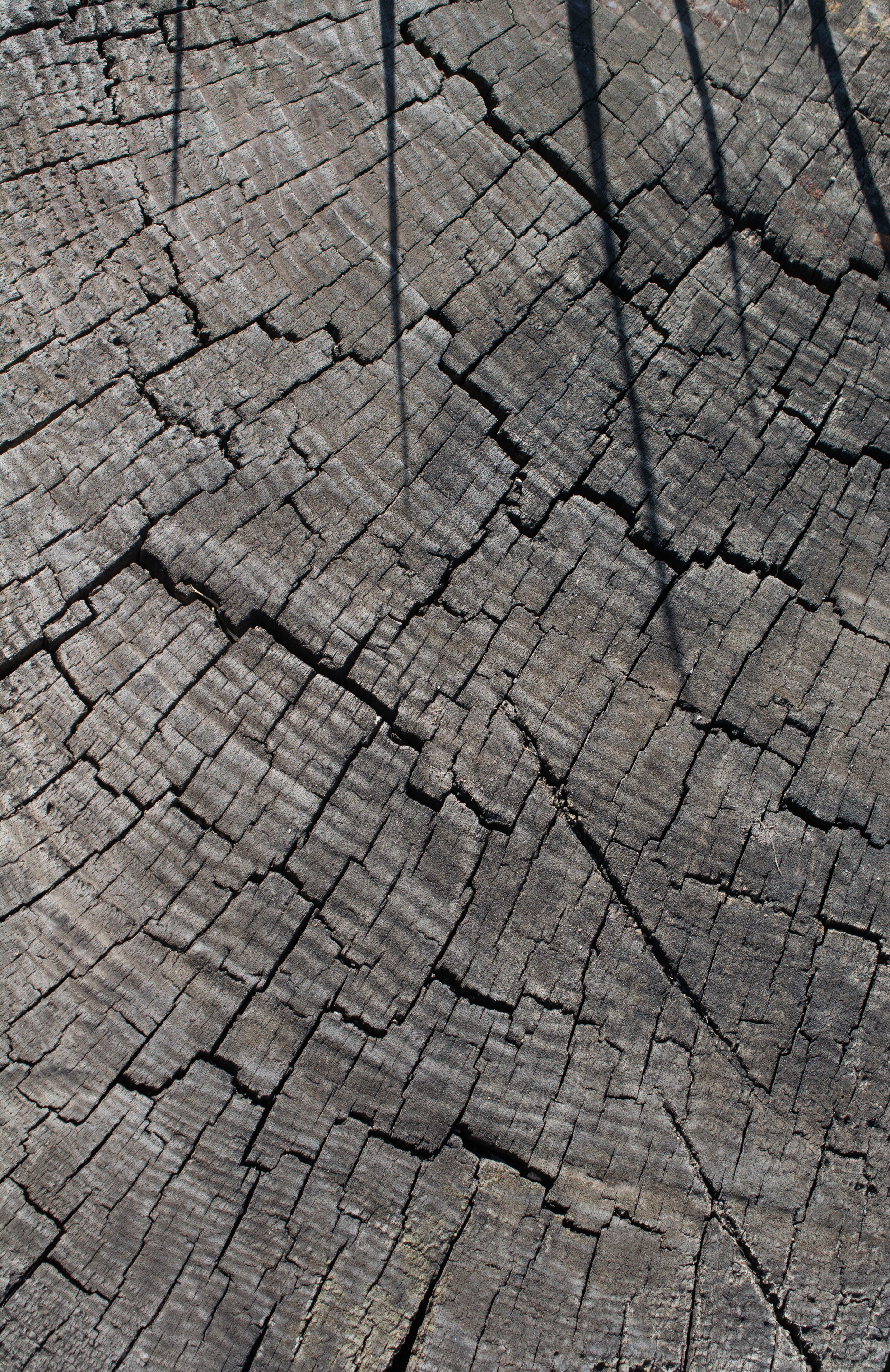 Close-up of an Old Tree Stump Surface · Free Stock Photo