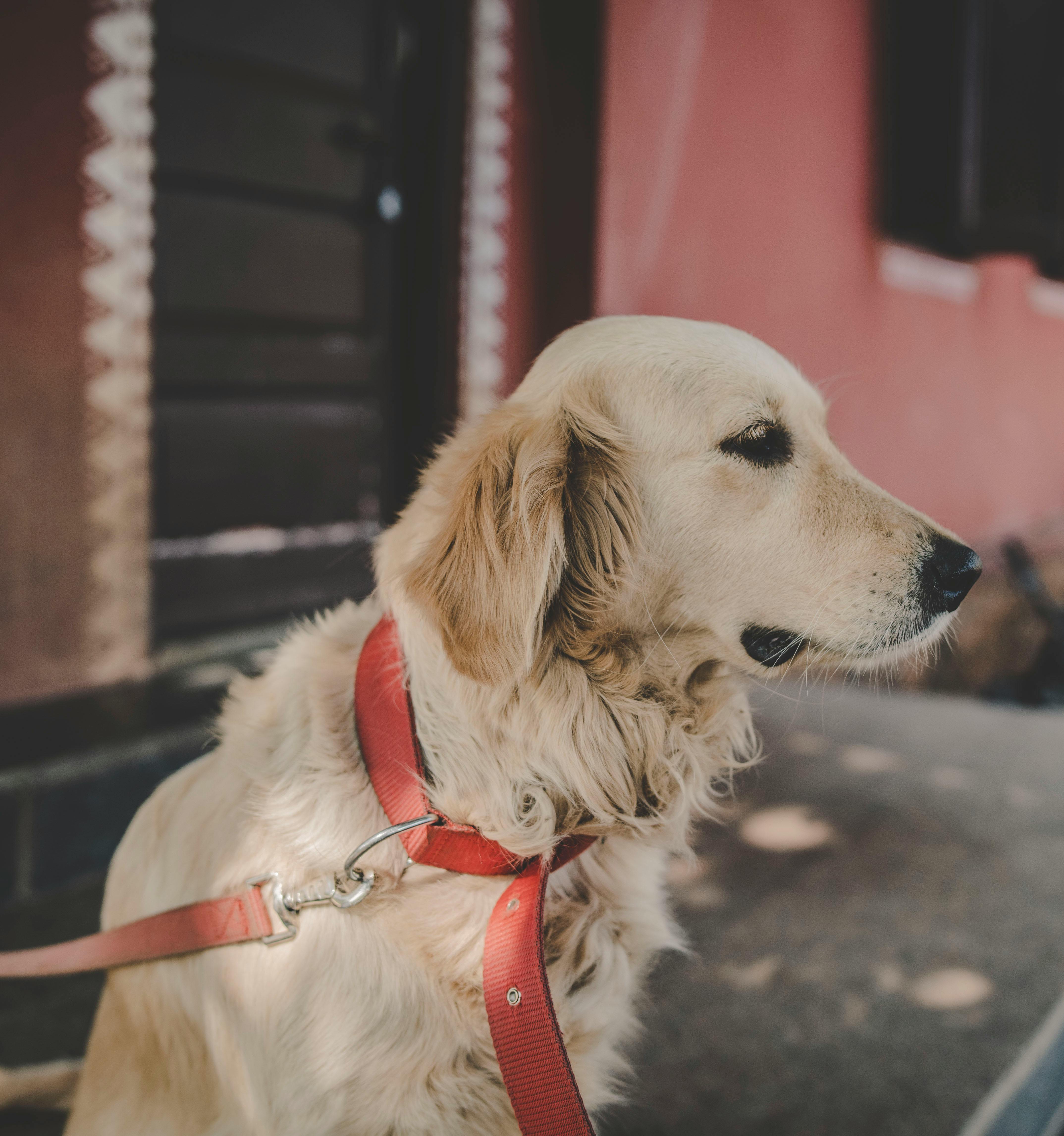 A Dog with Red Collar · Free Stock Photo