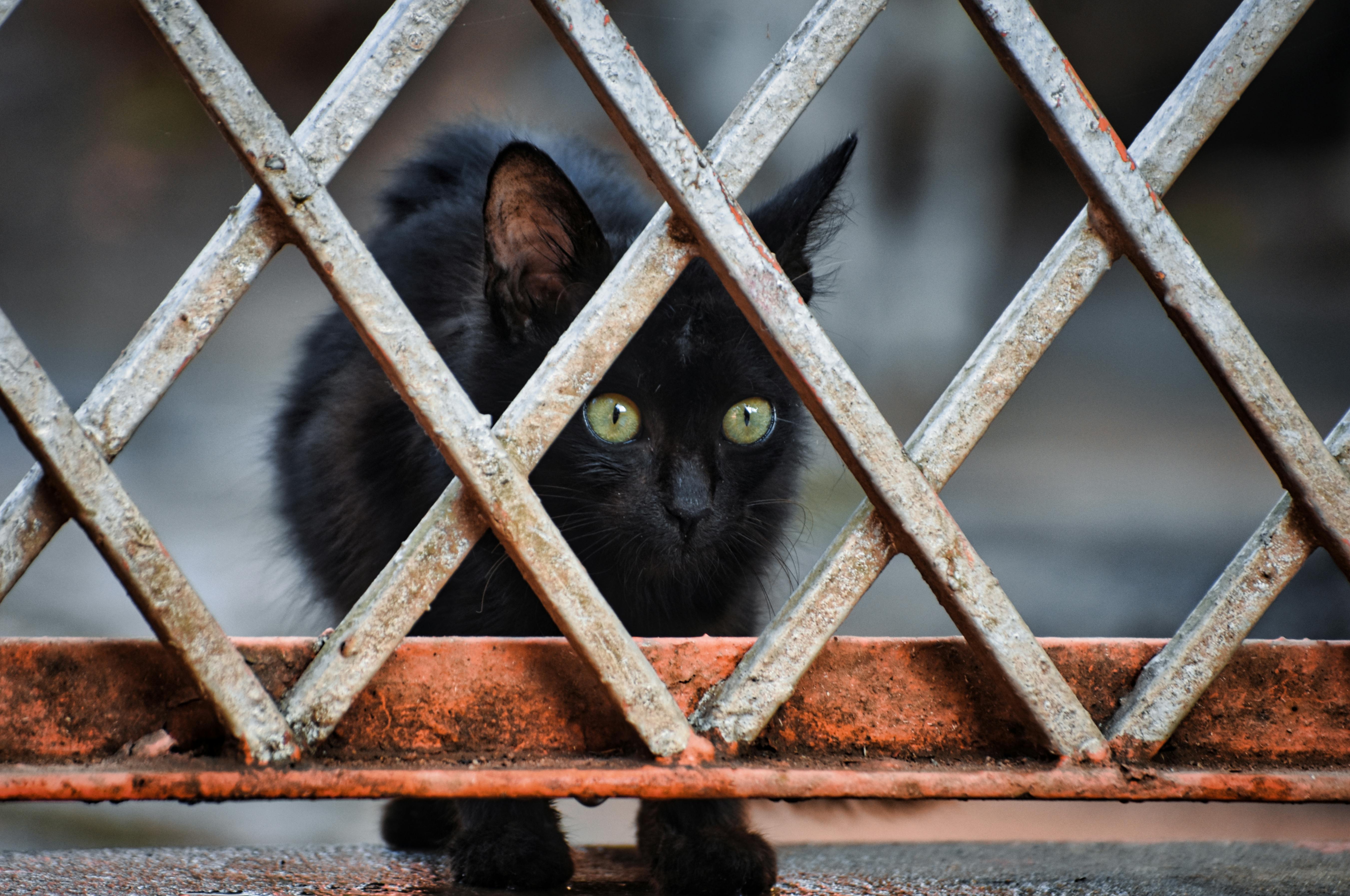 Close-Up Photo of Black Cat Behind Fence · Free Stock Photo