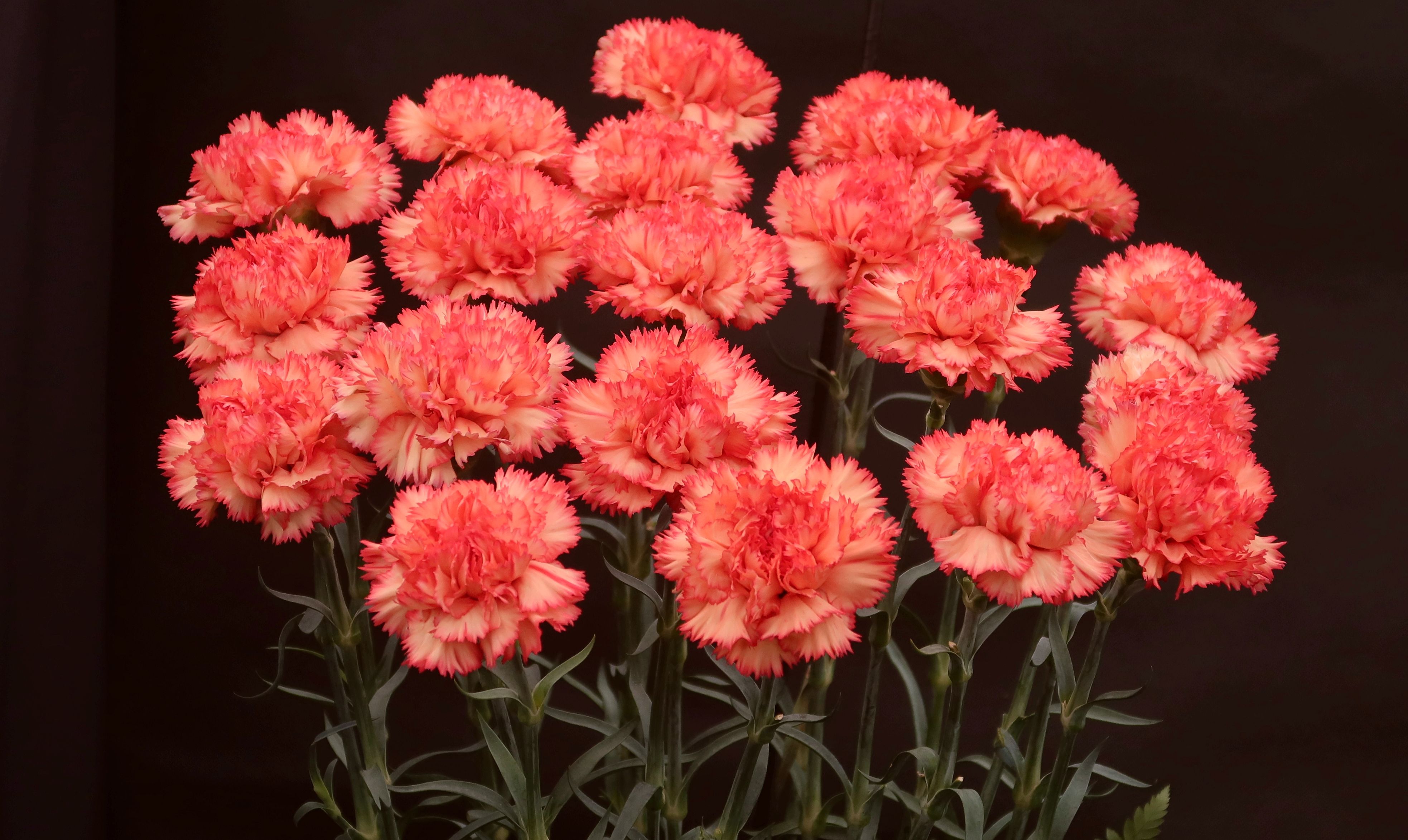 Close Up Photo of Carnation Flowers · Free Stock Photo
