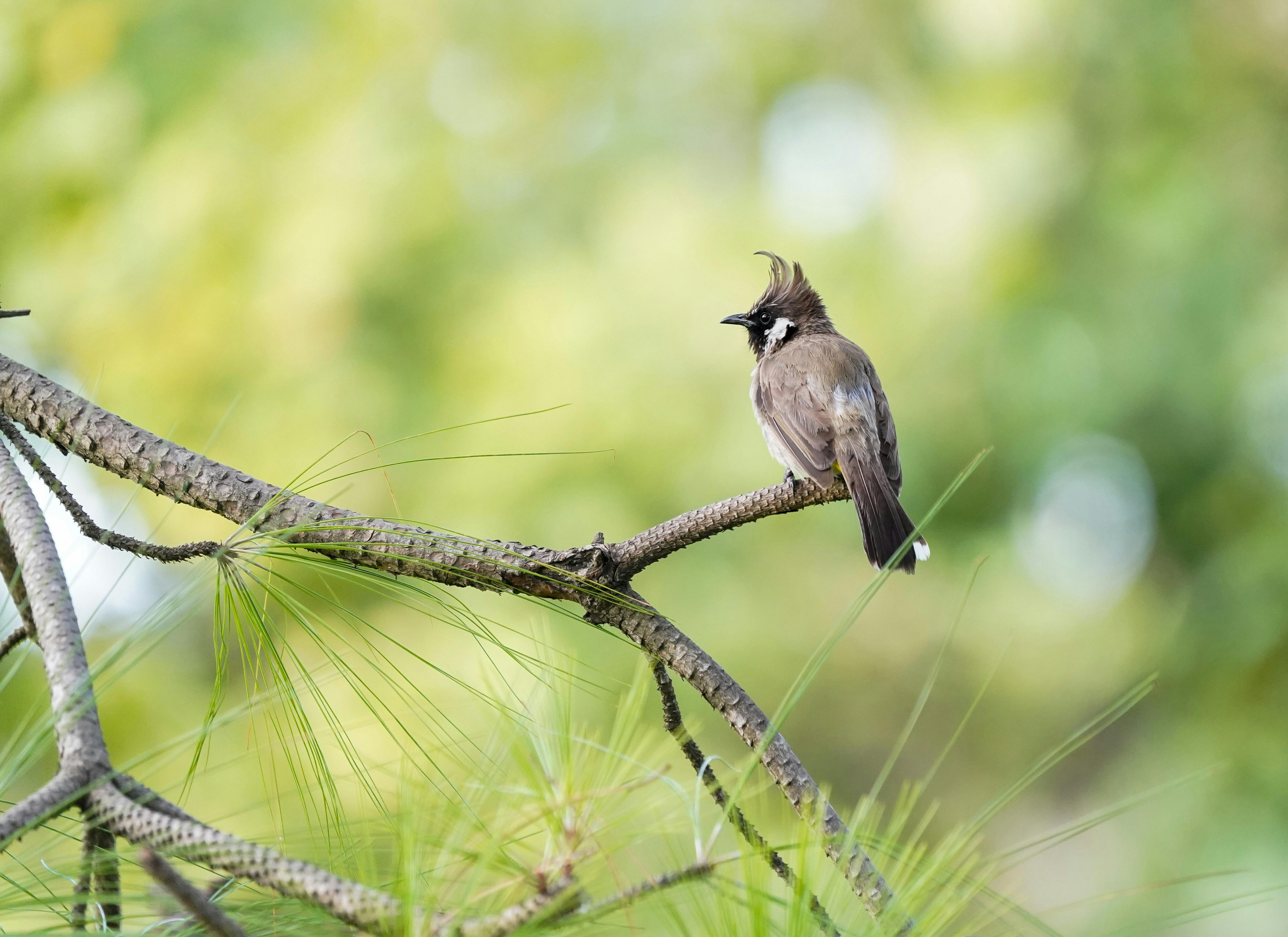 Bird Perched on Tree Branch · Free Stock Photo
