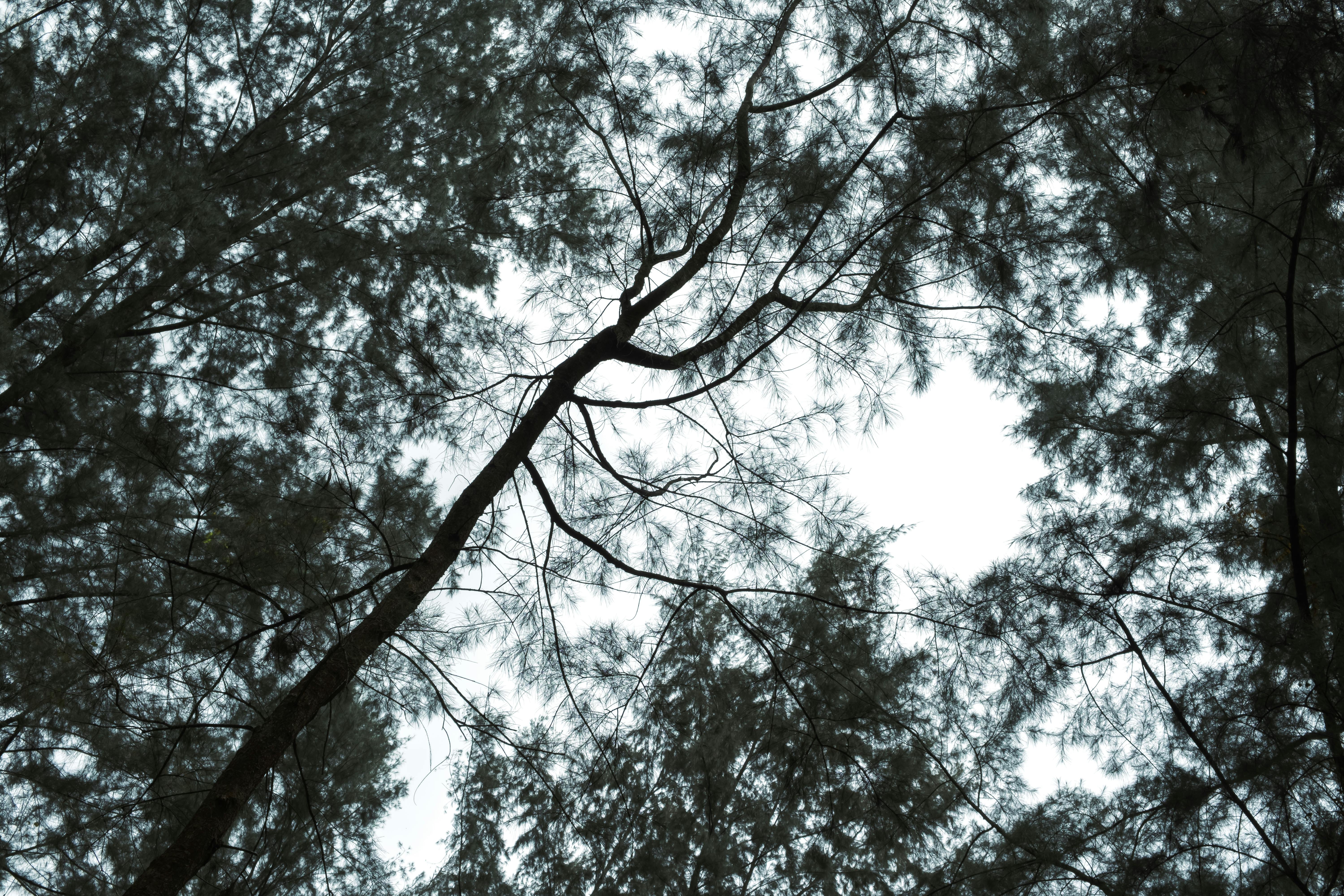 Free stock photo of dark, emo, forest
