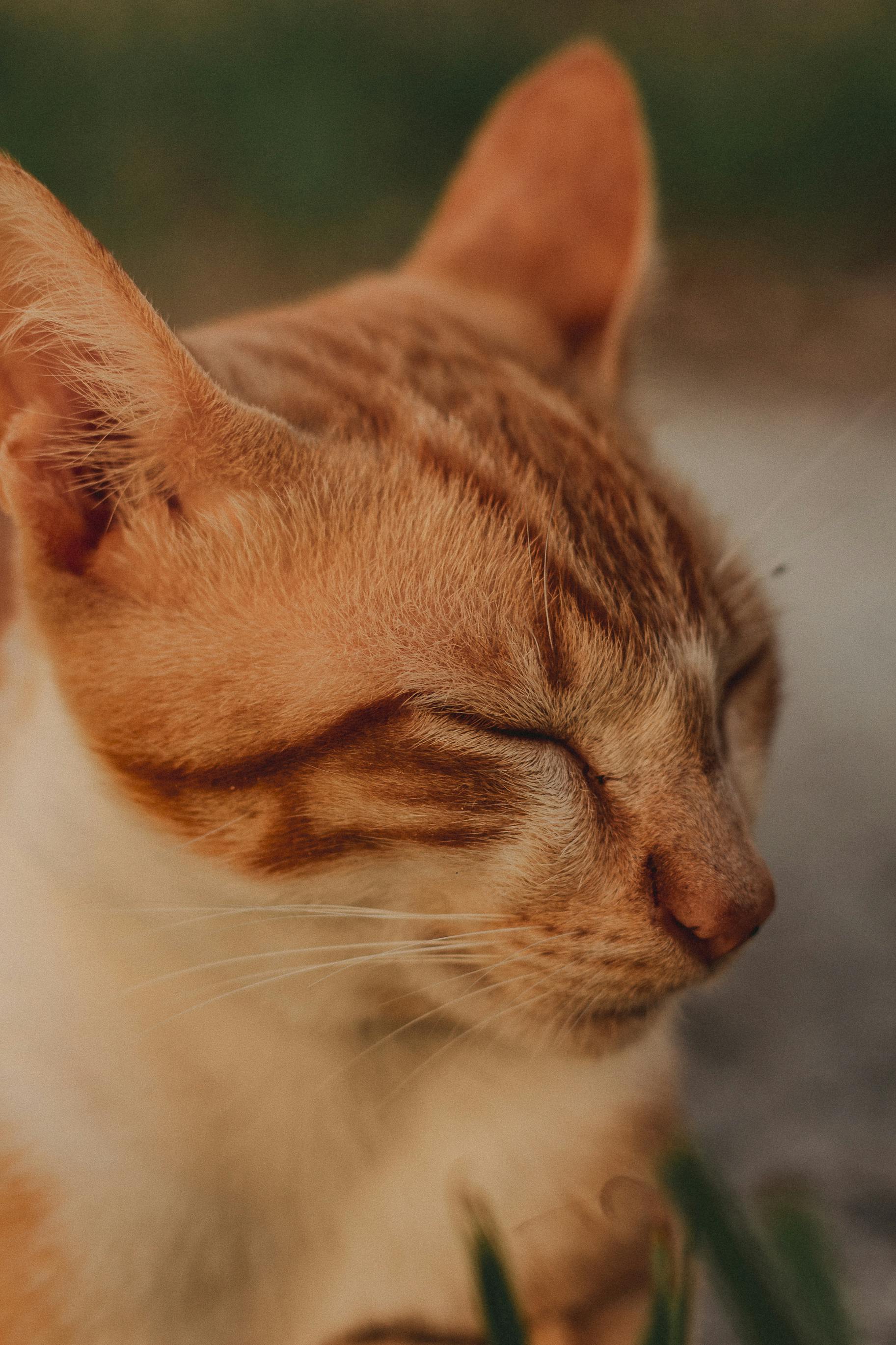 Close-Up Shot of a Sleeping Cat · Free Stock Photo
