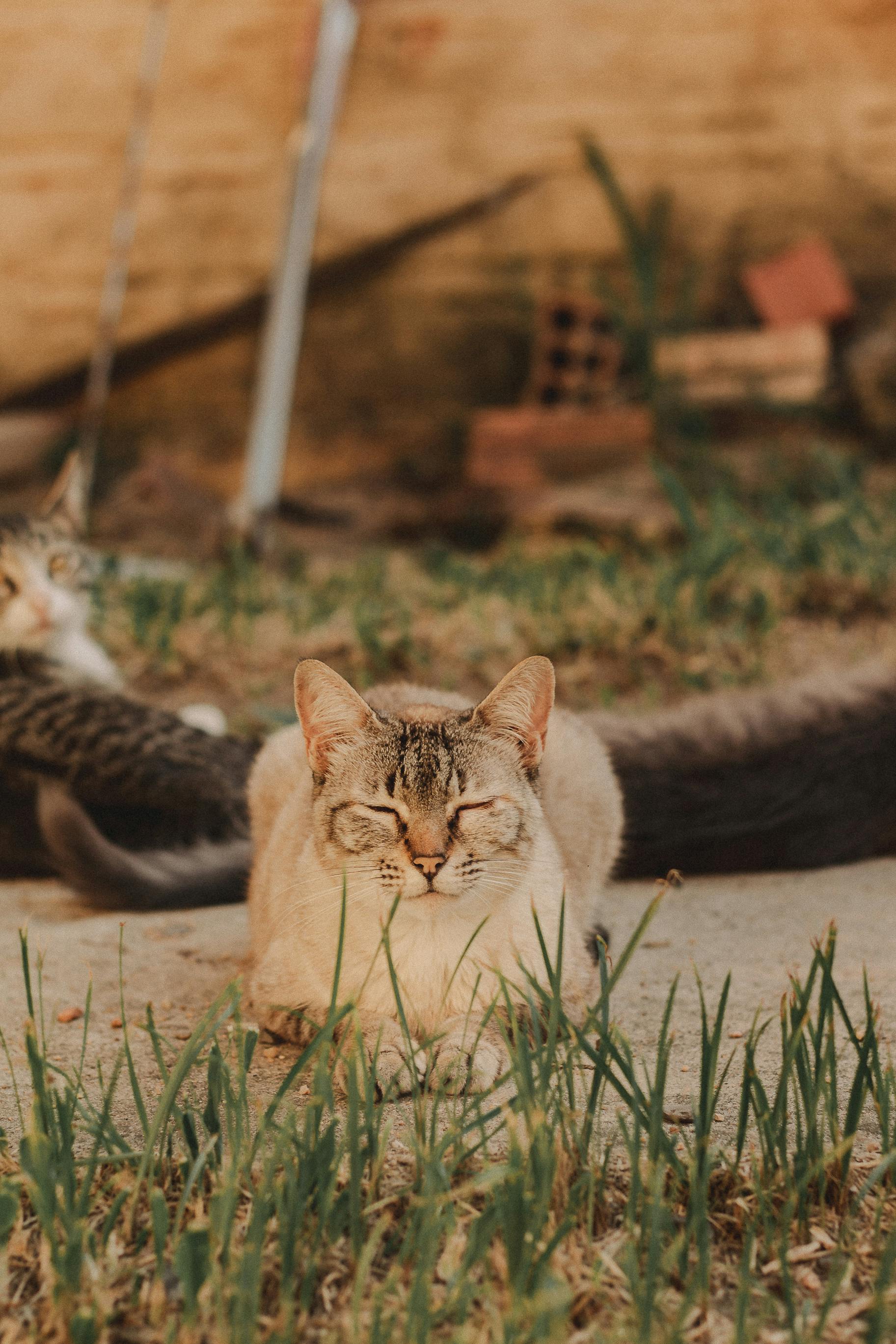 Bangladeshi Cats Photos, Download Free Bangladeshi Cats Stock Photos ...