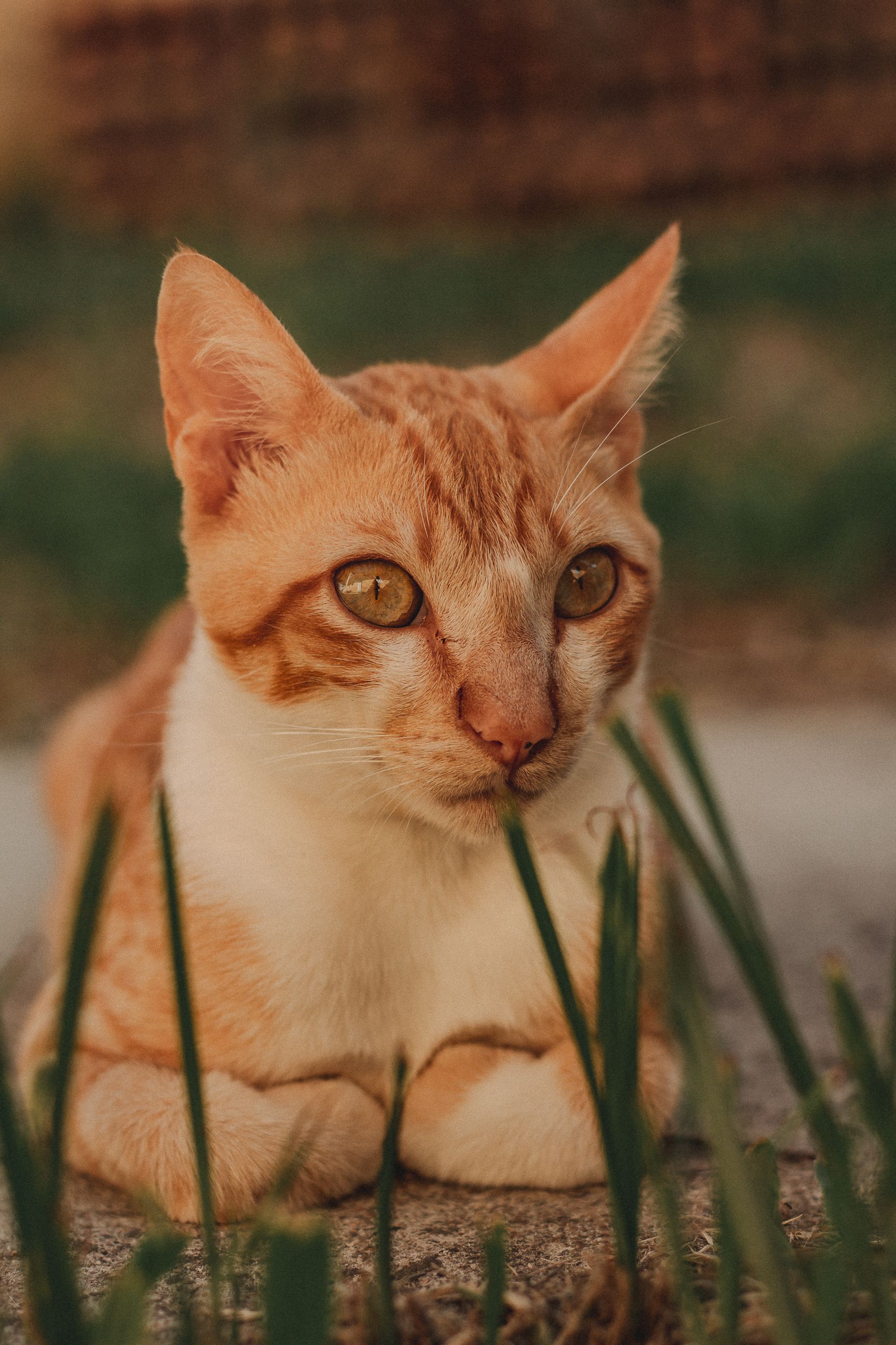 Photo of a Cat Staring at Something · Free Stock Photo