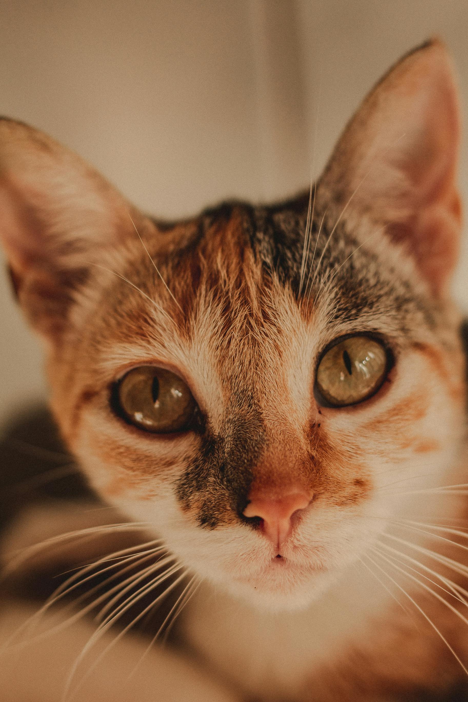 Close-Up Shot of a Cat's Face · Free Stock Photo