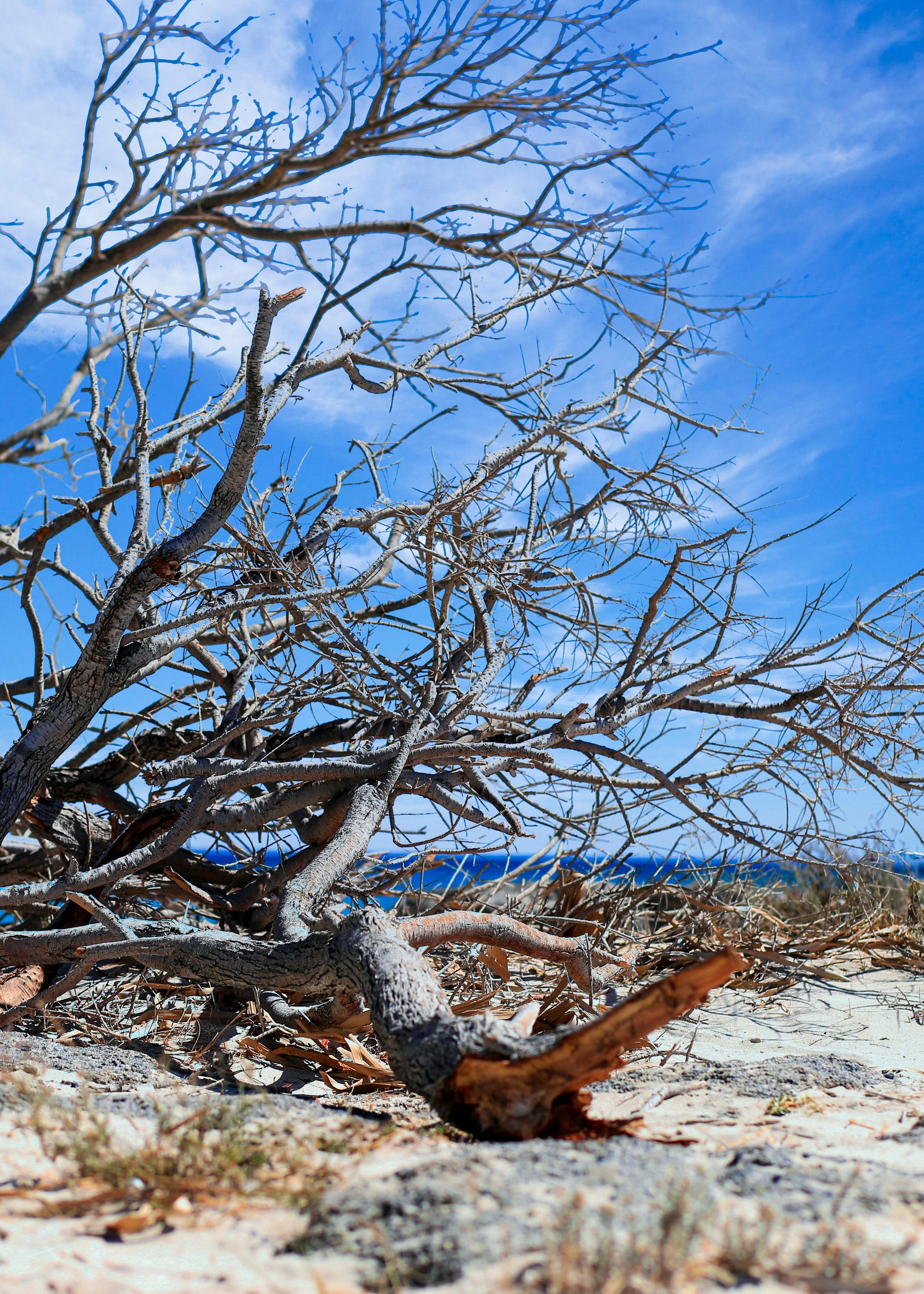 Photo of a Bare Tree · Free Stock Photo