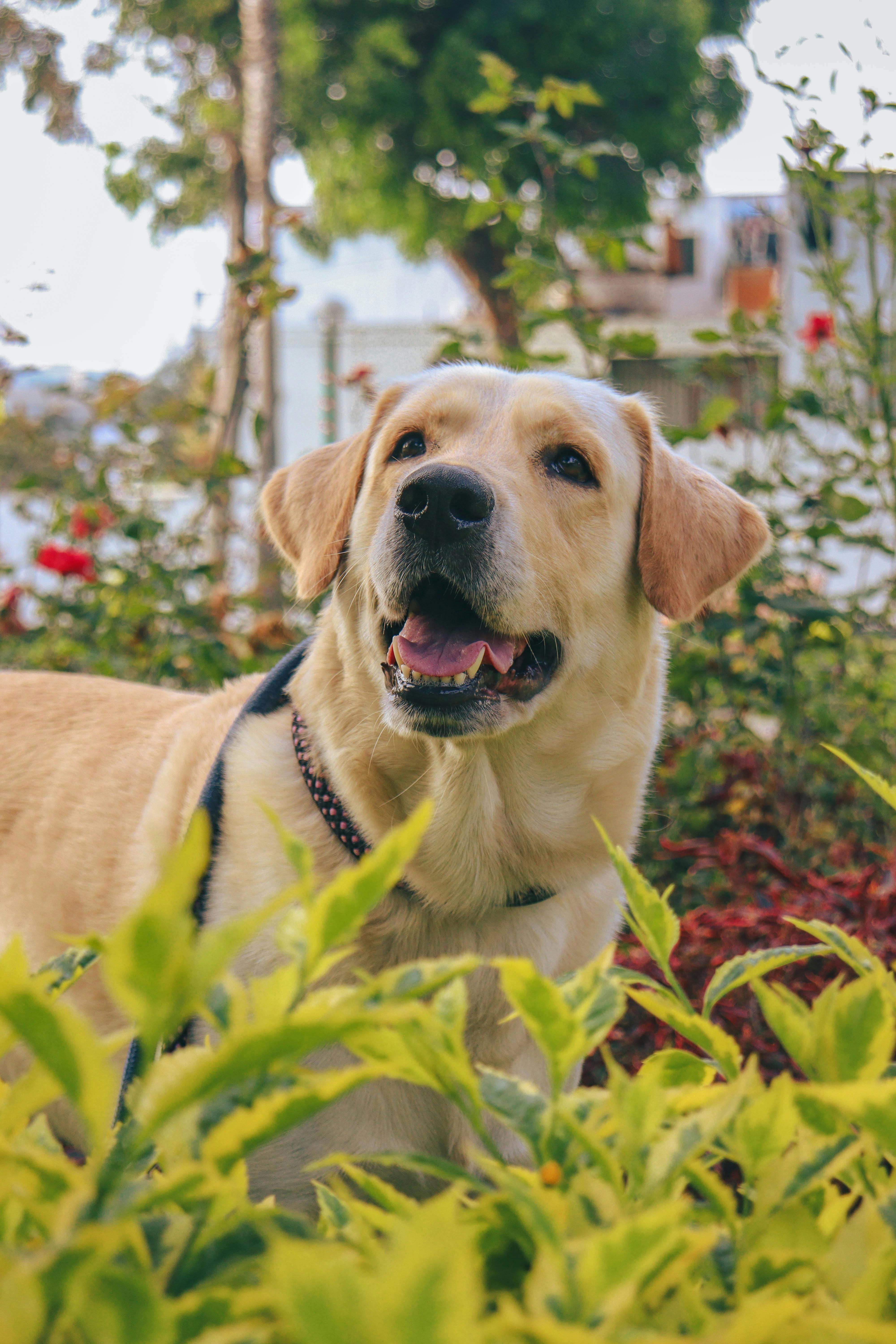 Cute Dog Looking Up · Free Stock Photo