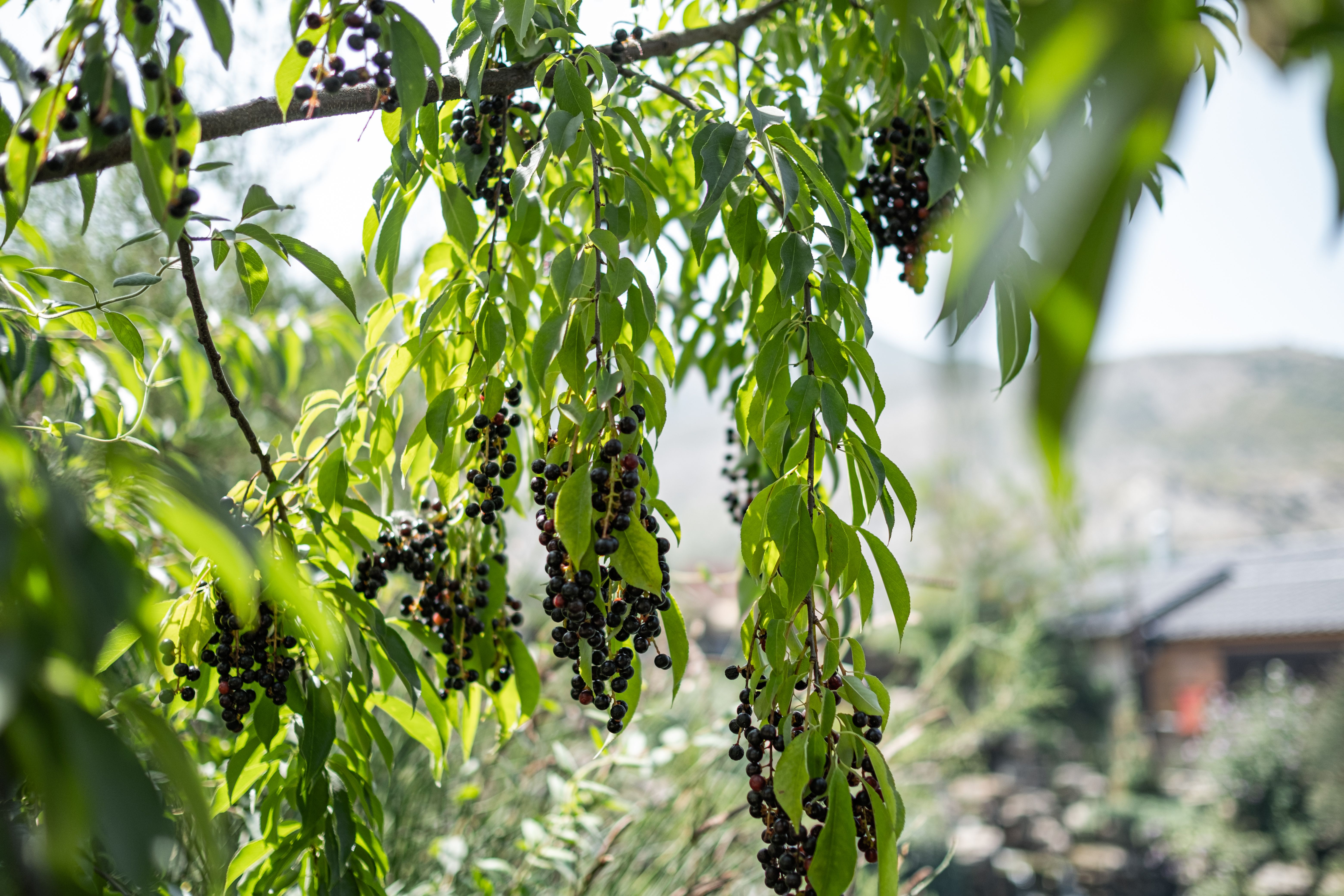 Fruit on Branches · Free Stock Photo