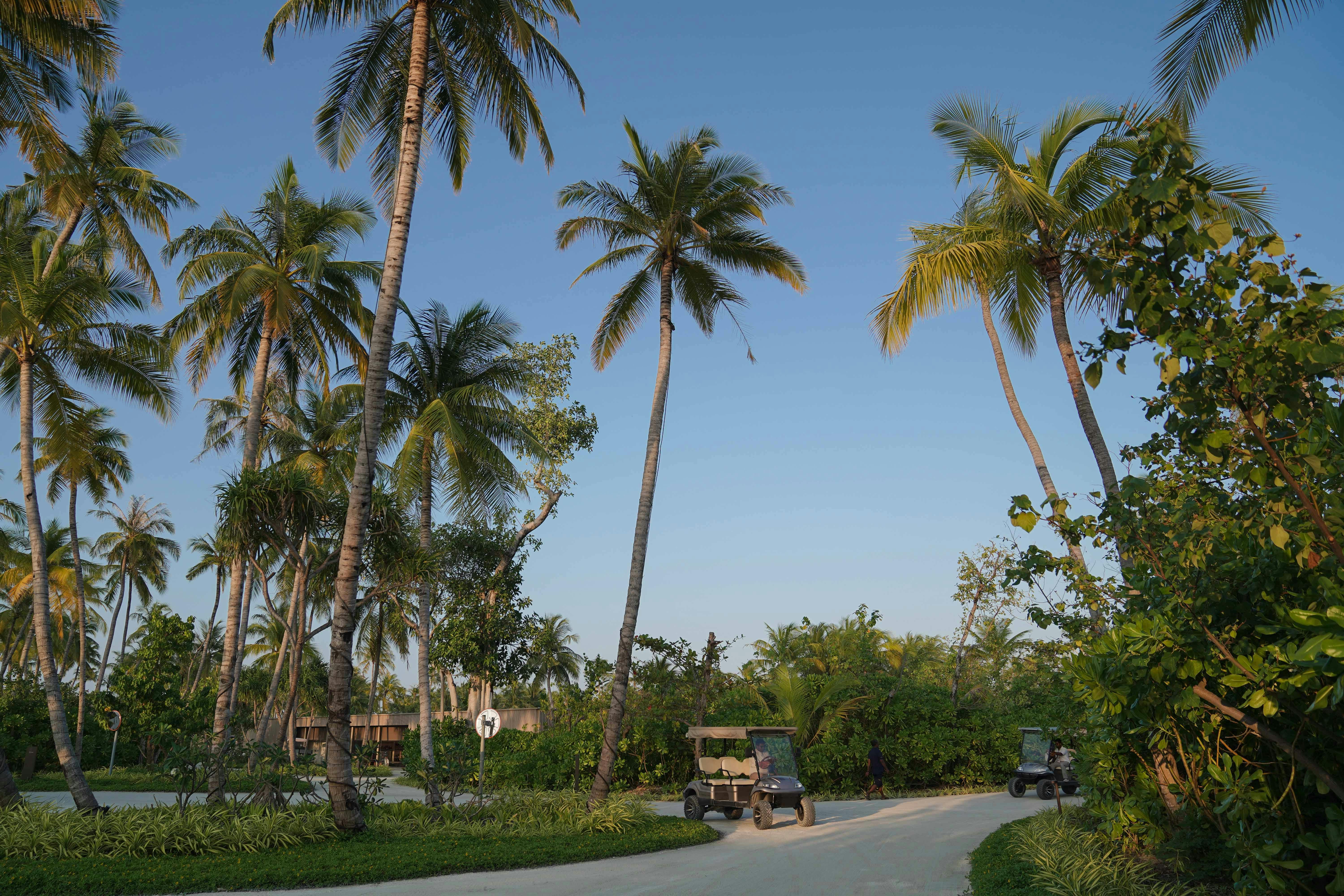 Scenic Landscape of a Tropical Resort with Palm Trees · Free Stock Photo