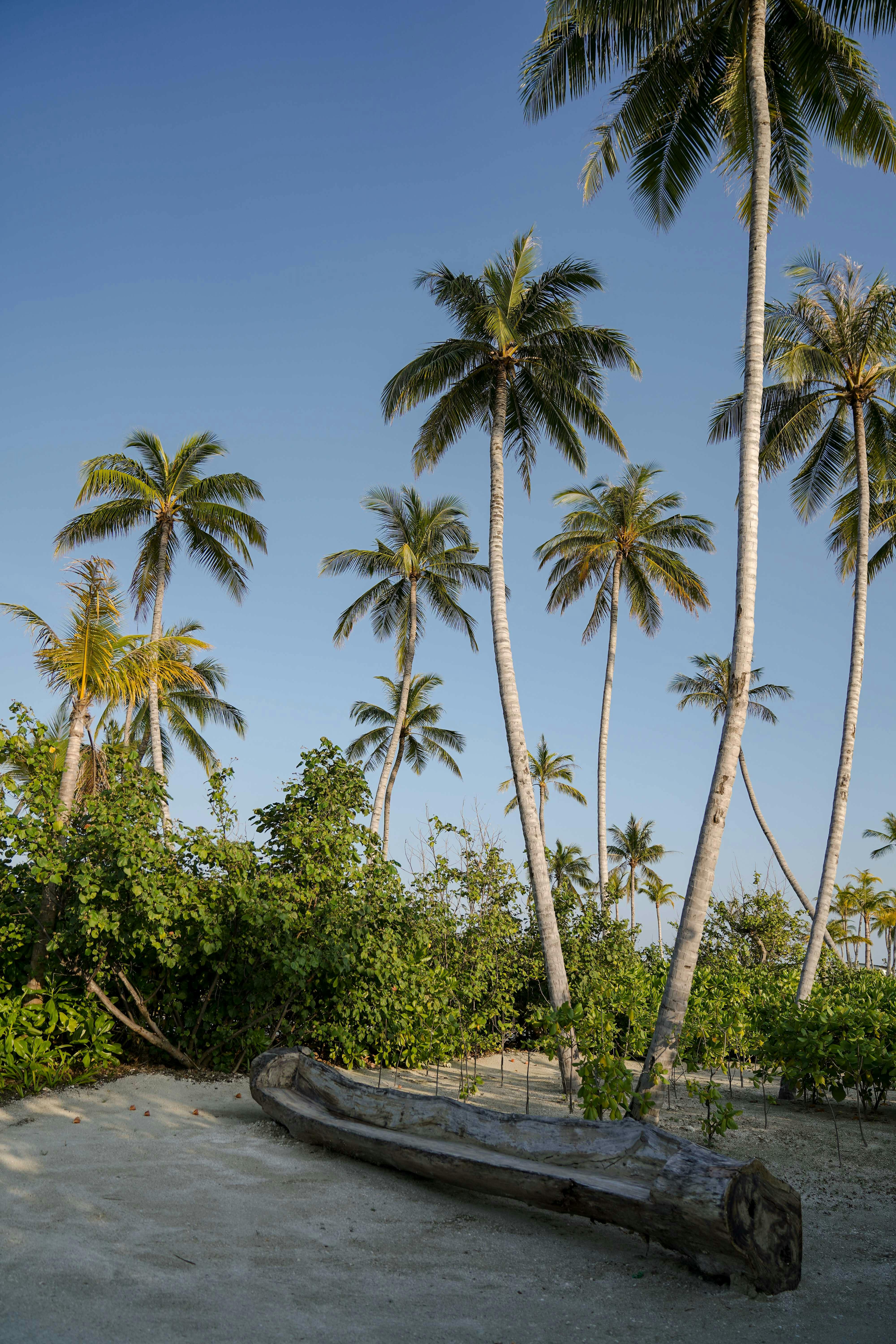 Wood Log Under Coconut Trees · Free Stock Photo