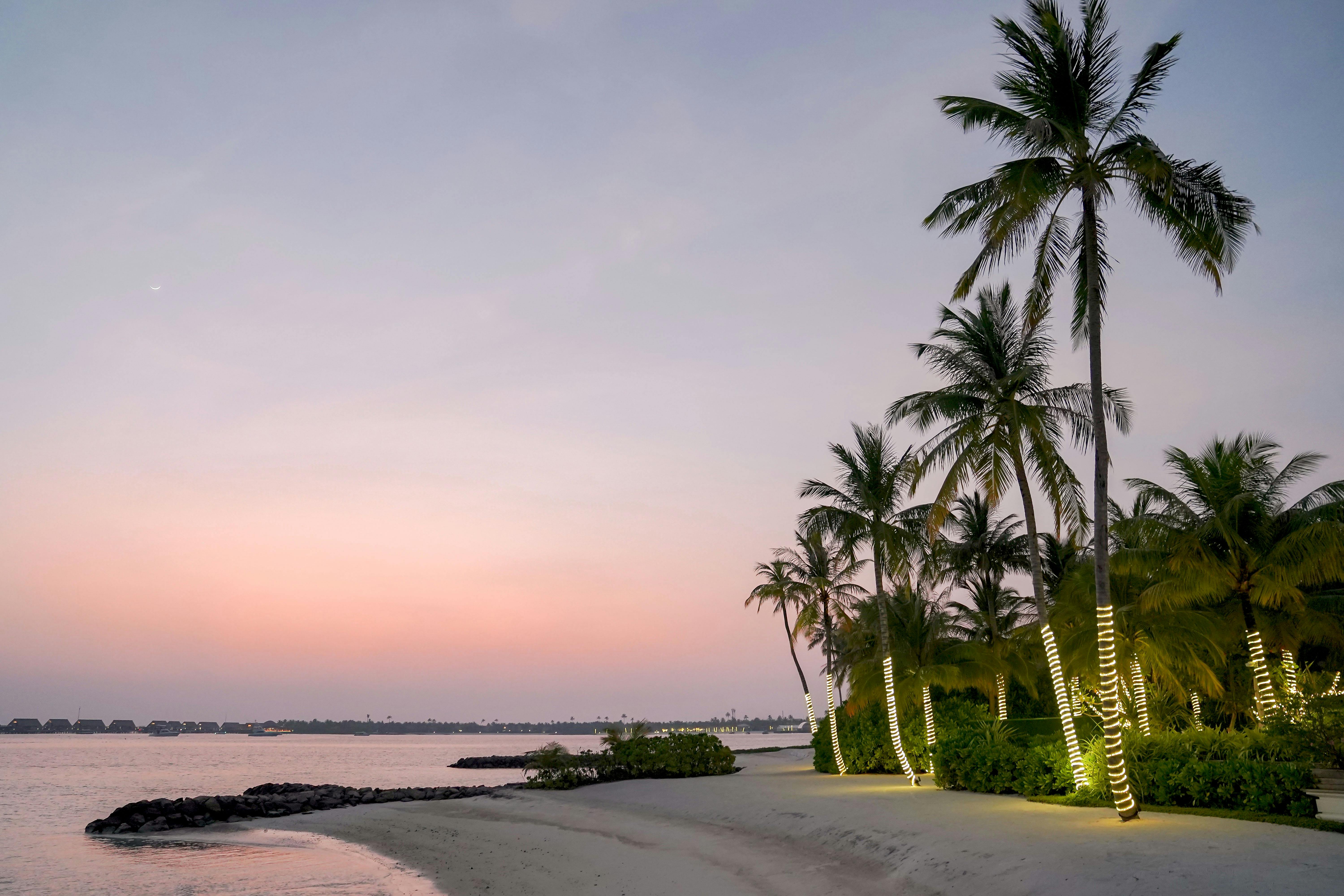 Octopus In Ocean Photos, Download The BEST Free Octopus In Ocean Stock ...