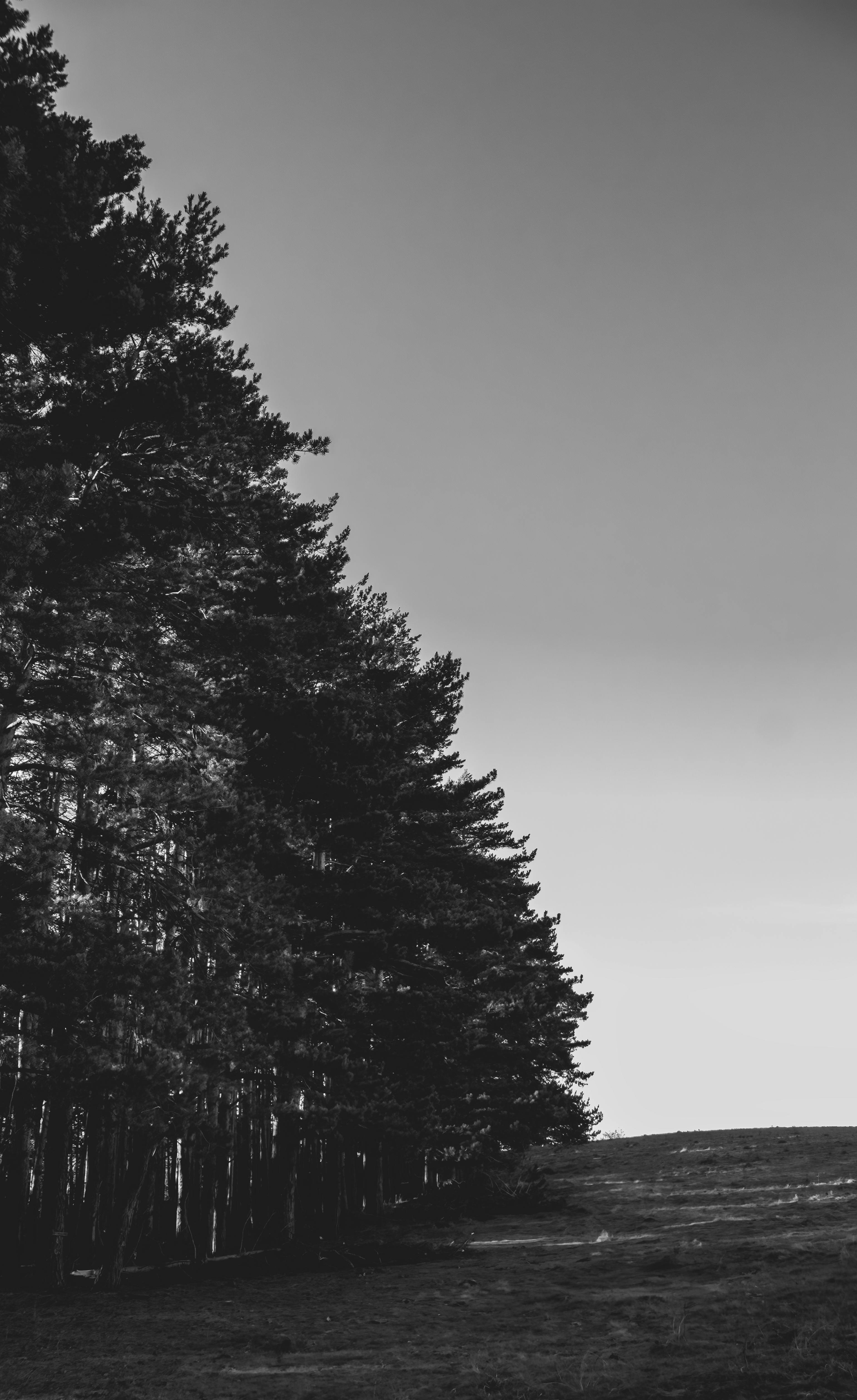 Grayscale Photo of Trees Near a Stream · Free Stock Photo