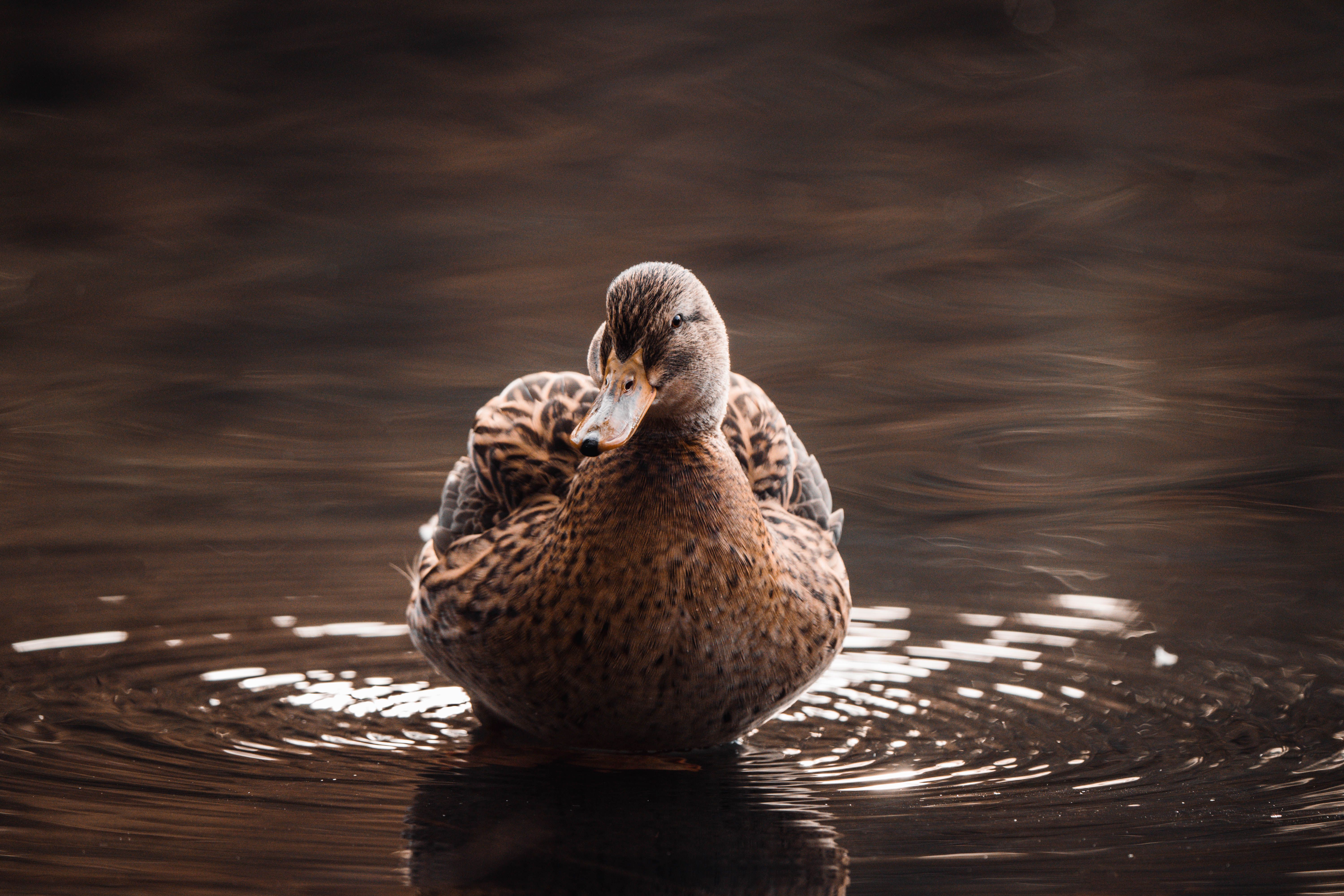 Duck on Water · Free Stock Photo
