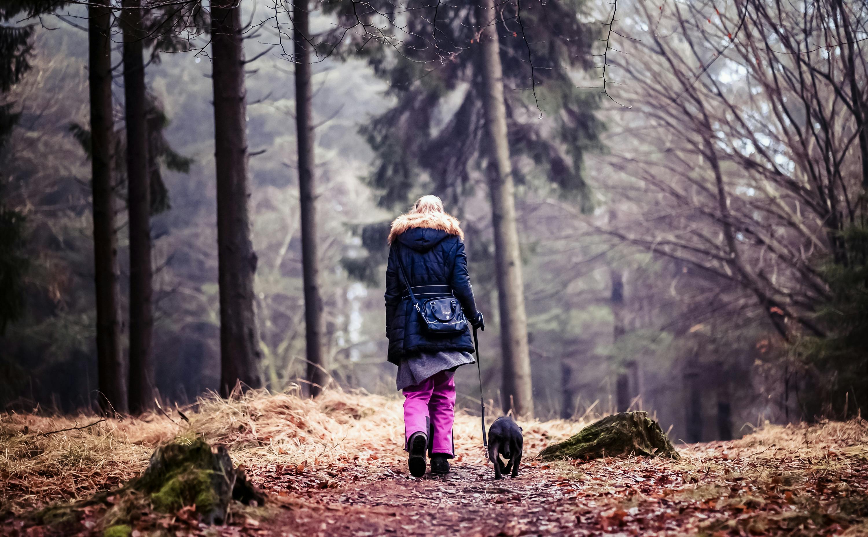 A Back View of a Man Walking on the Beach with His Dog · Free Stock Photo
