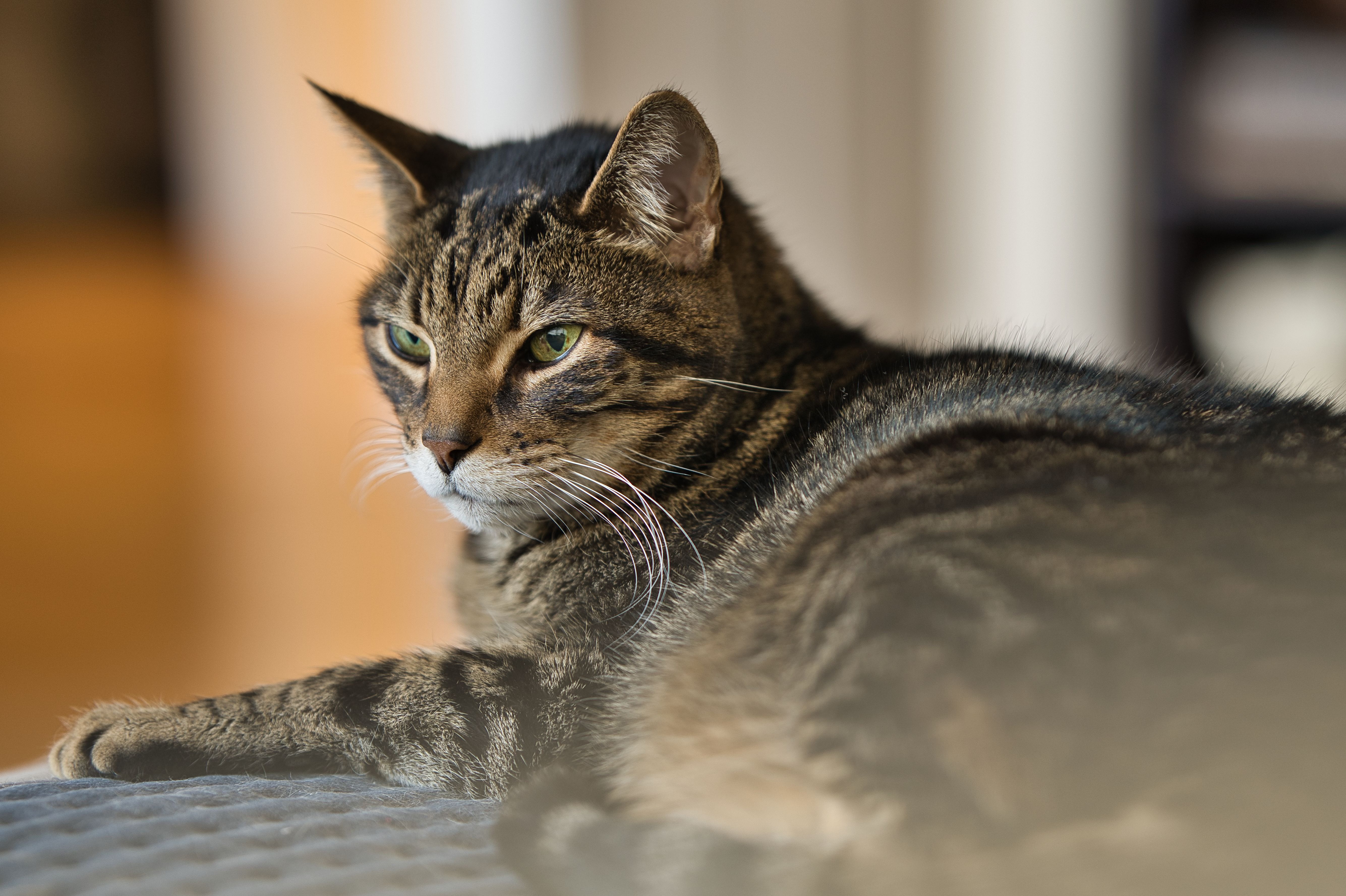 A Brown Tabby Cat on Snow Covered Ground · Free Stock Photo