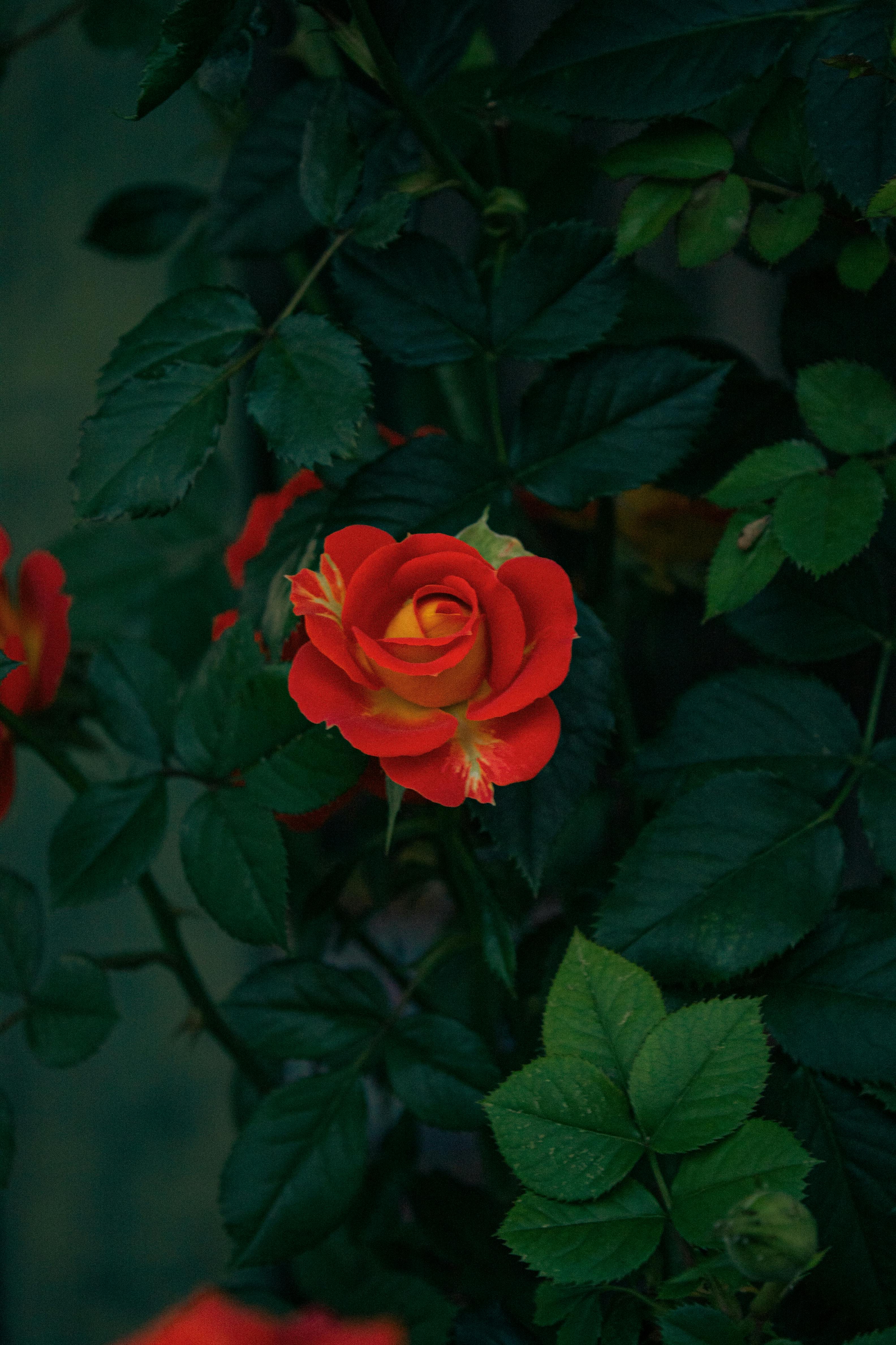 Close-Up Shot of a Blooming Hybrid Tea Rose · Free Stock Photo
