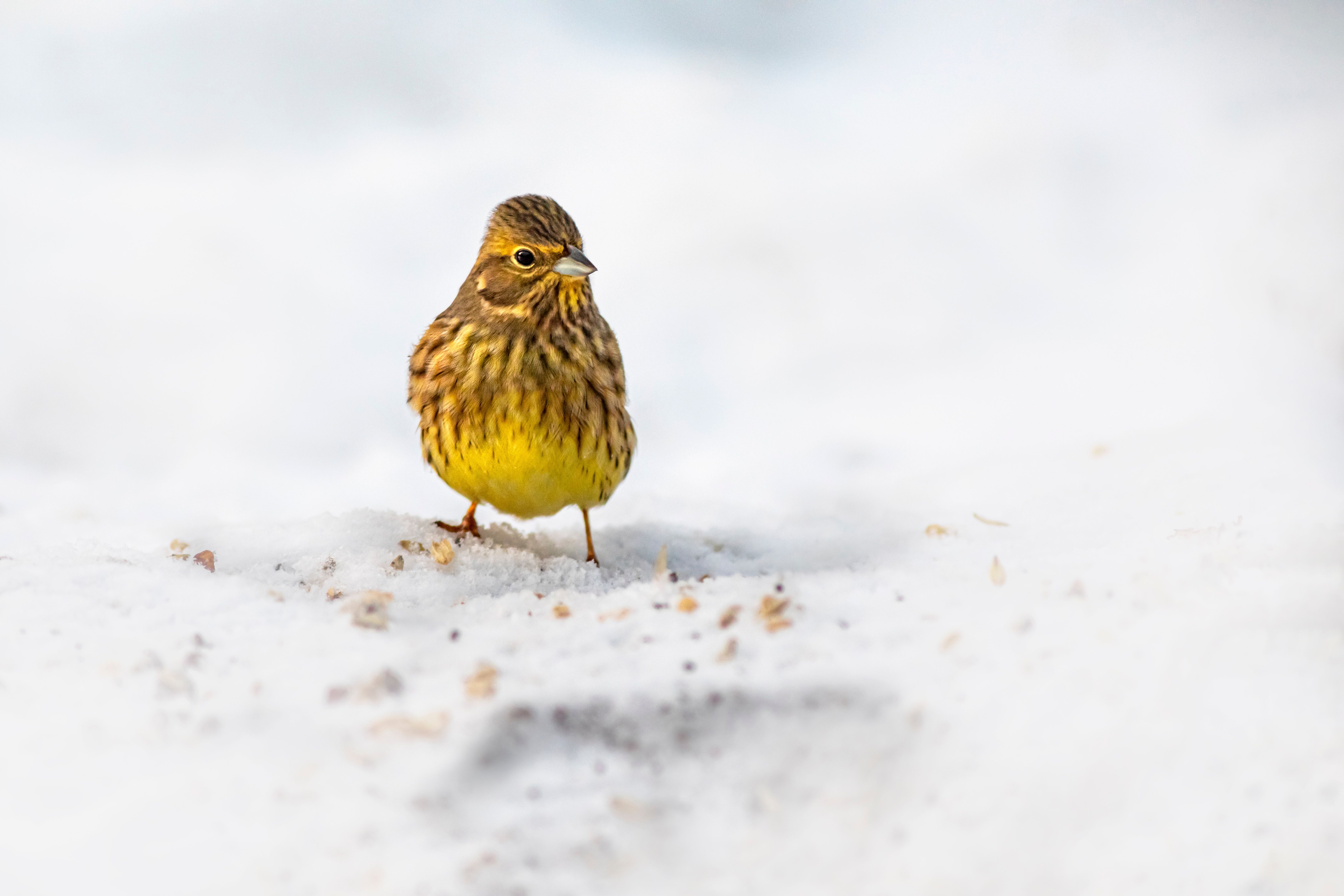 Close Up Photo of Yellow Bird on Snow · Free Stock Photo