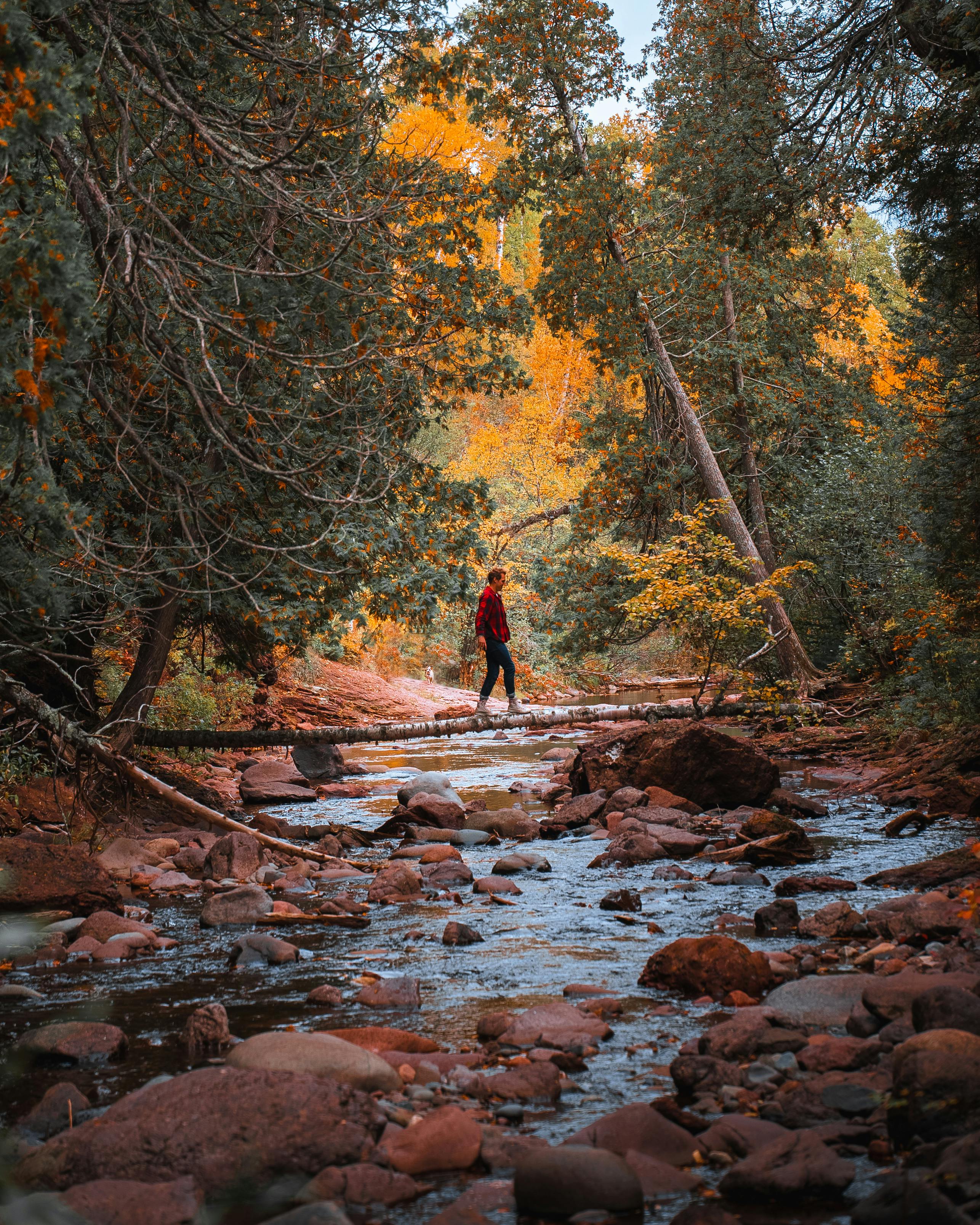 Person Crossing Stream on Broken Tree · Free Stock Photo