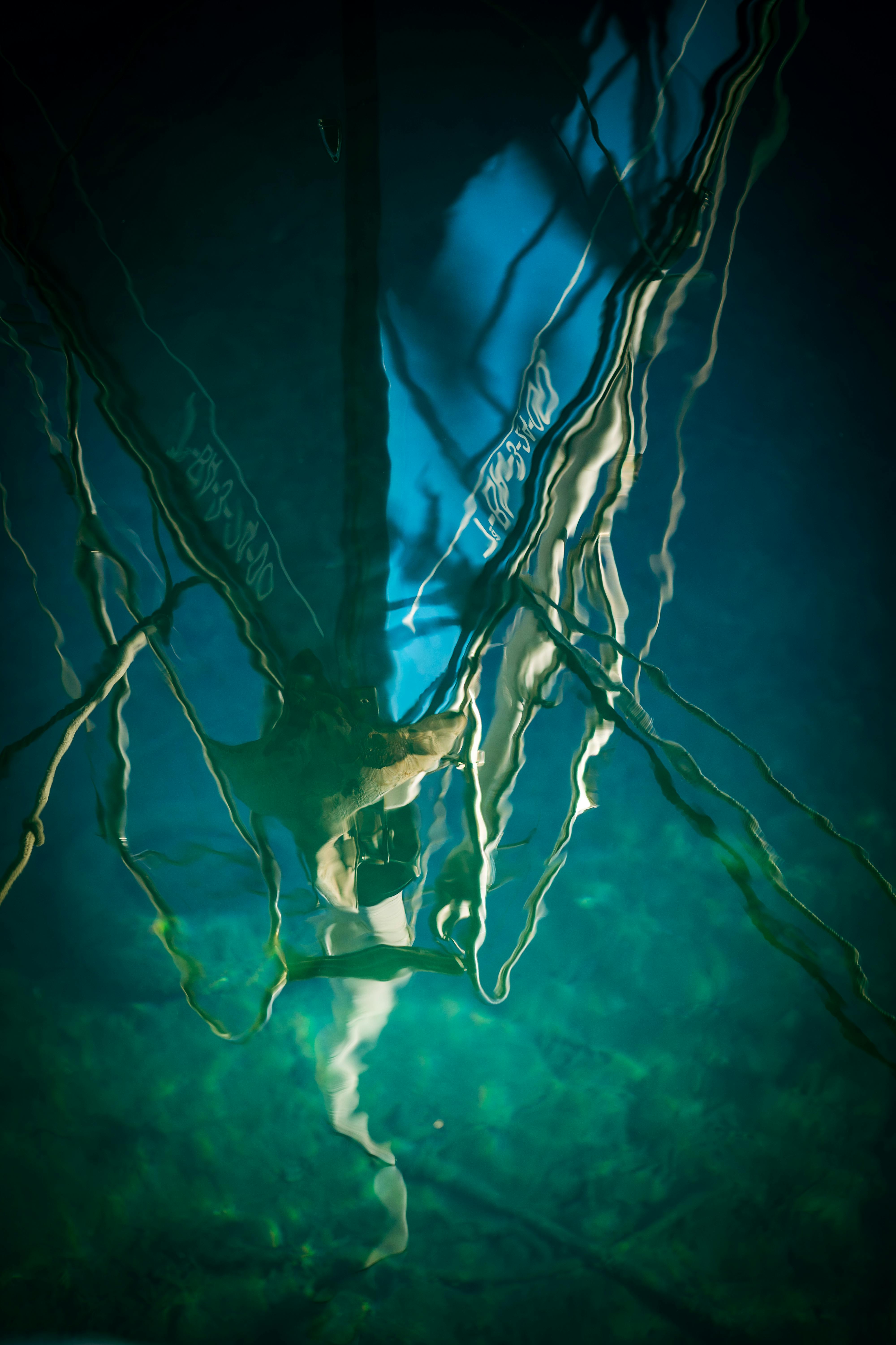 A Flower Hanging above the Water Surface · Free Stock Photo