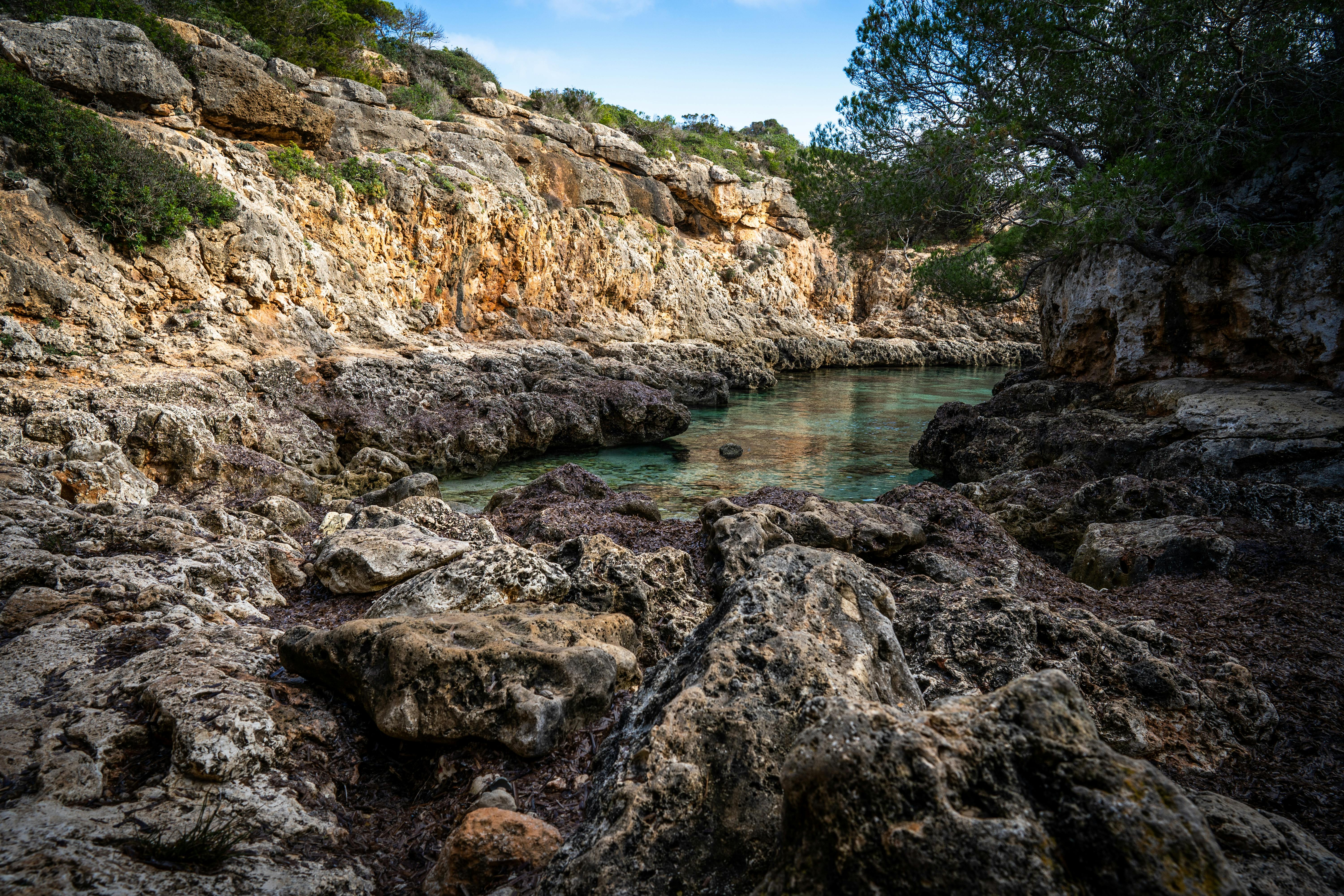 Rocks and Tree near Water · Free Stock Photo