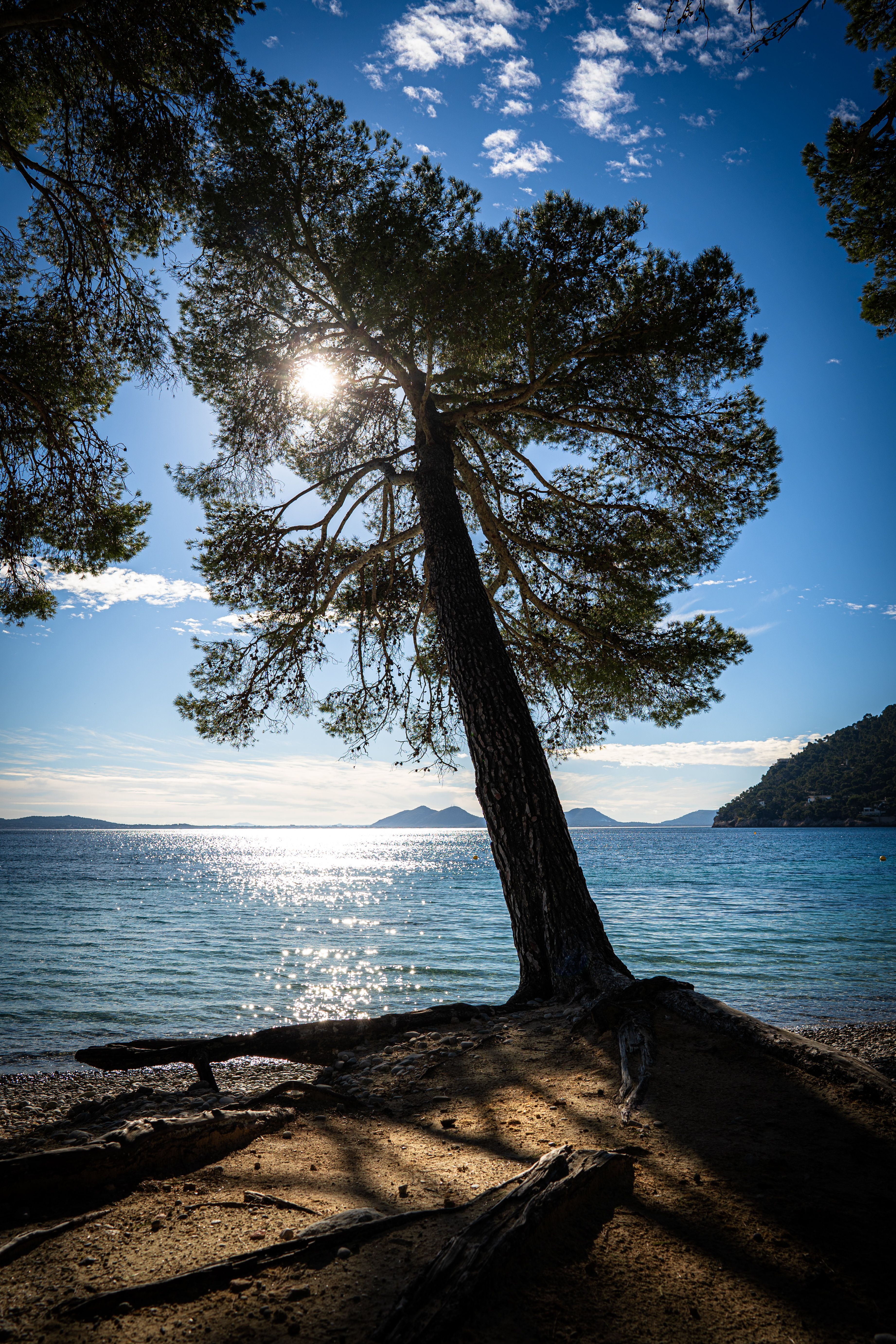 Tree on Seashore · Free Stock Photo