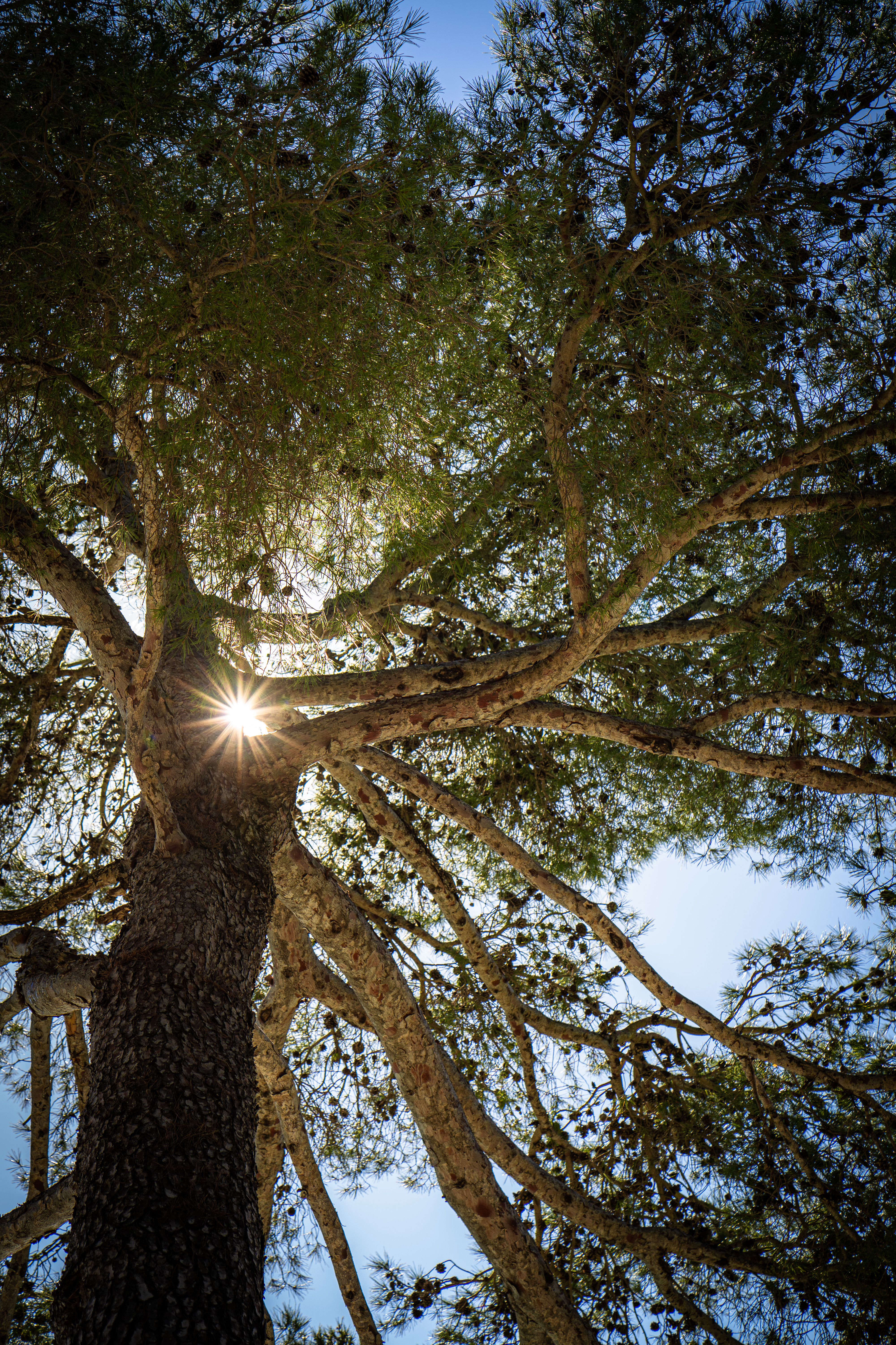Green Tree in Close Up Shot · Free Stock Photo