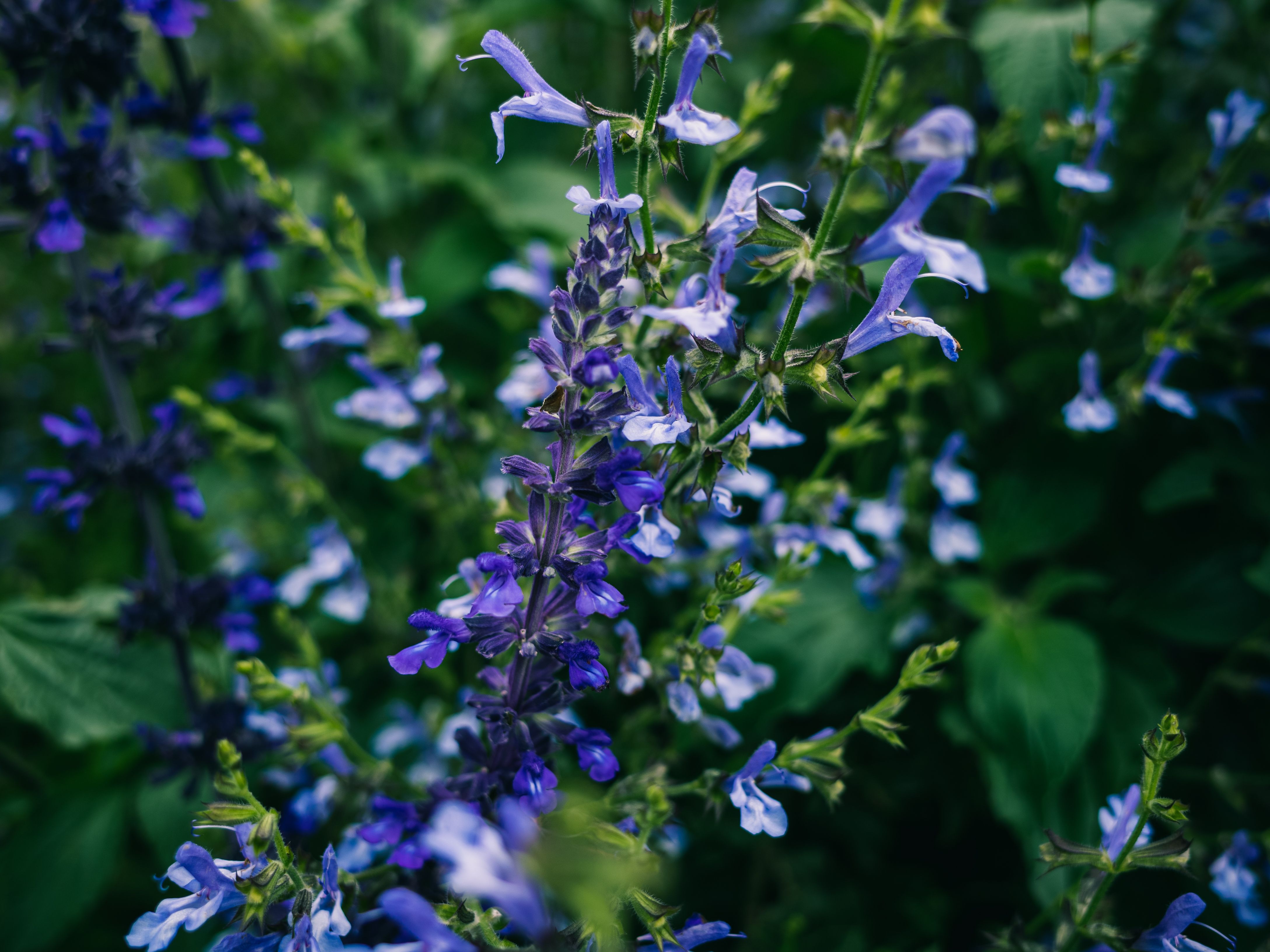 Purple Wildflowers Growing in Nature · Free Stock Photo