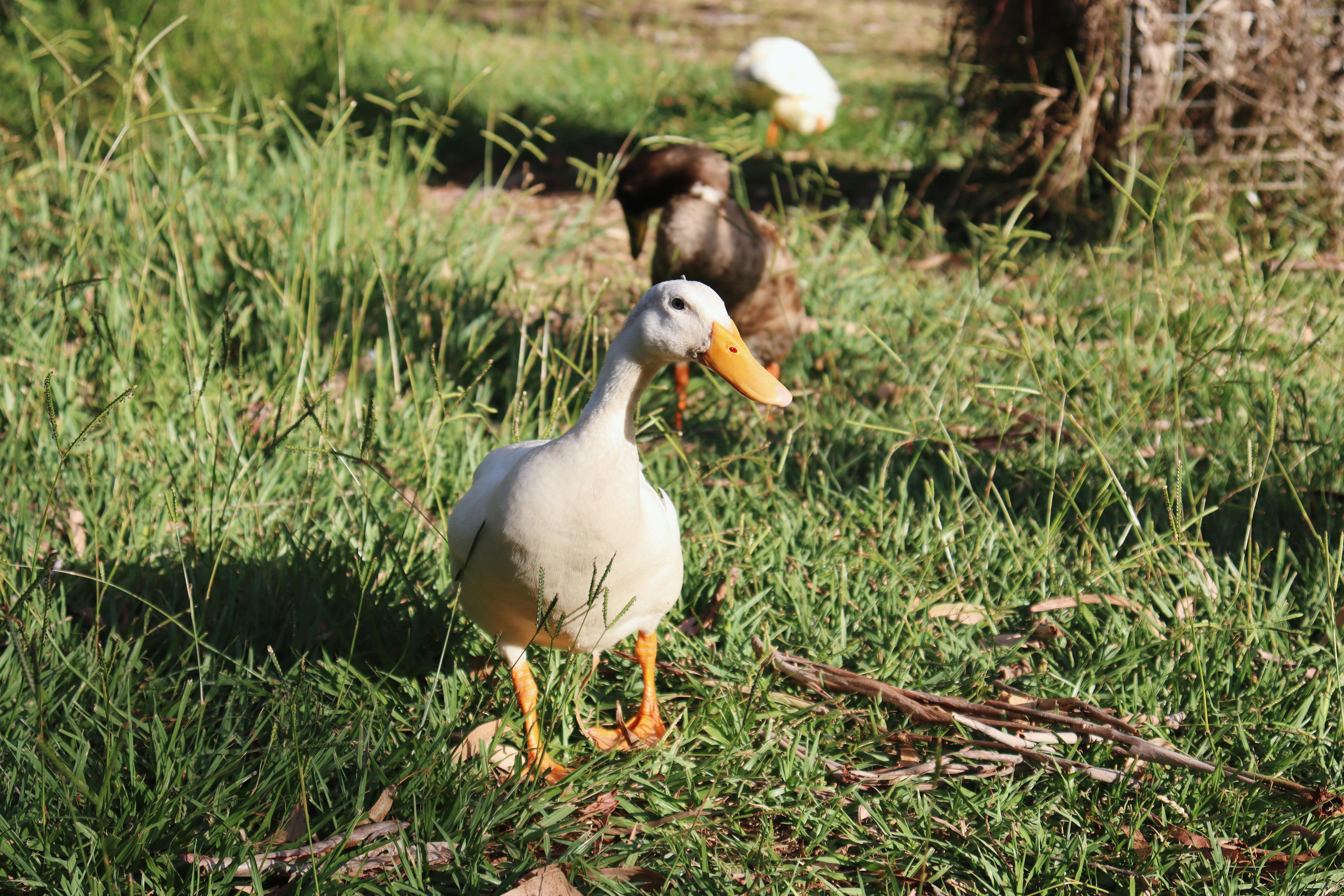 Ducks Walking on Green Grass · Free Stock Photo