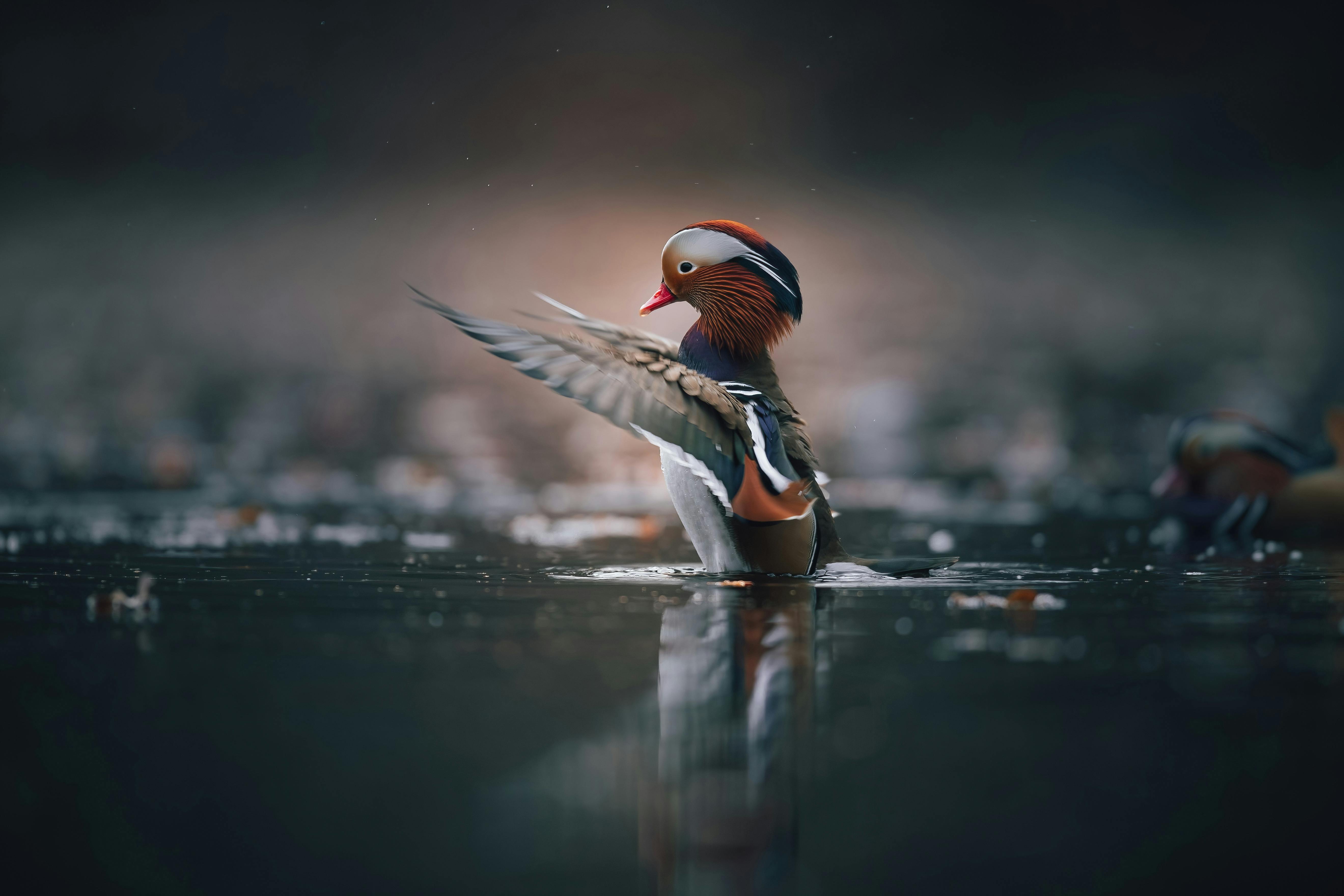 Photo of a Mandarin Duck with Wings Raised · Free Stock Photo