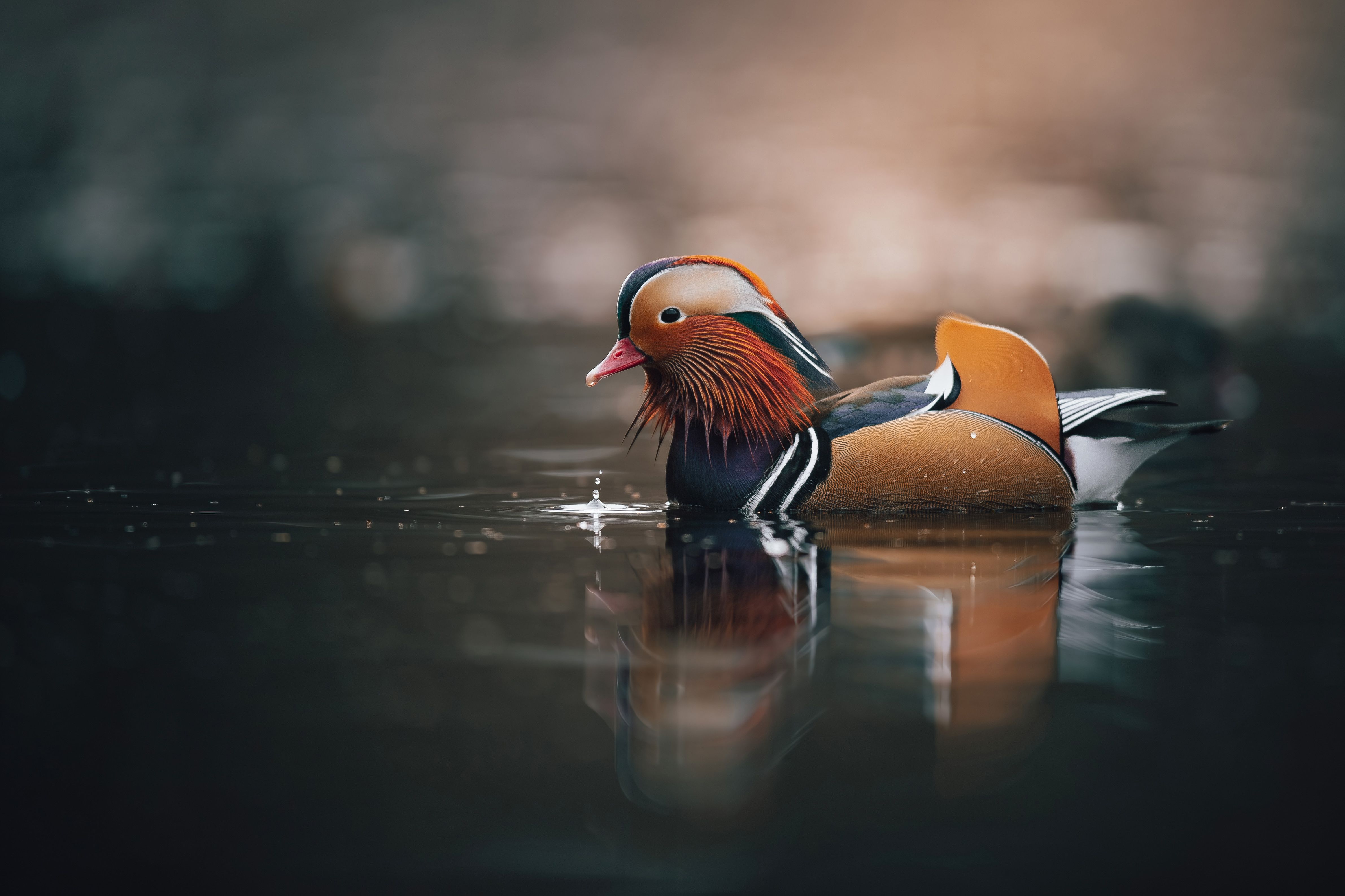3.000+ melhores imagens de Dobbelt Duck · Download 100% grátis · Fotos ...
