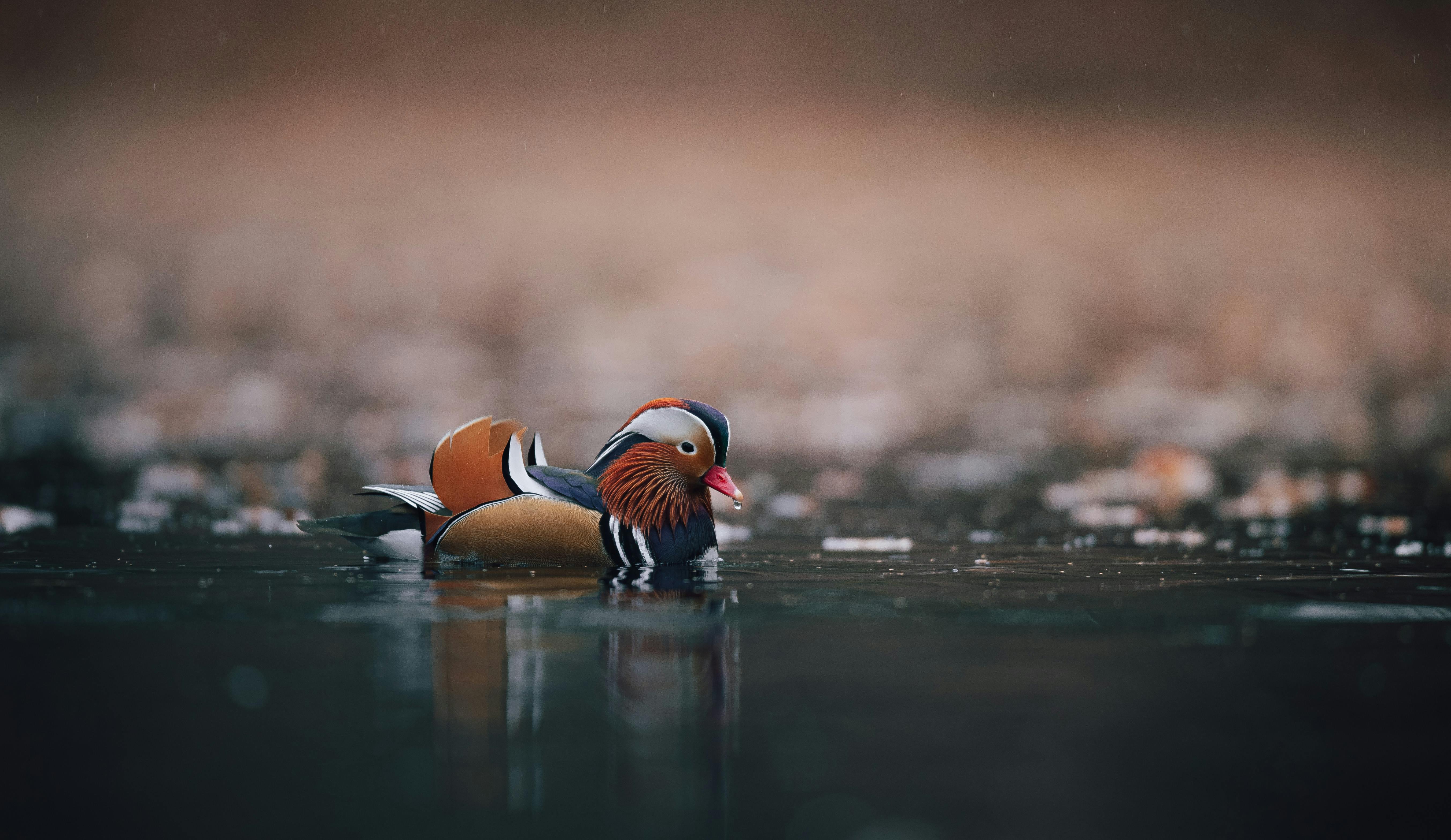 Drake Side Profile Photos, Download The BEST Free Drake Side Profile ...