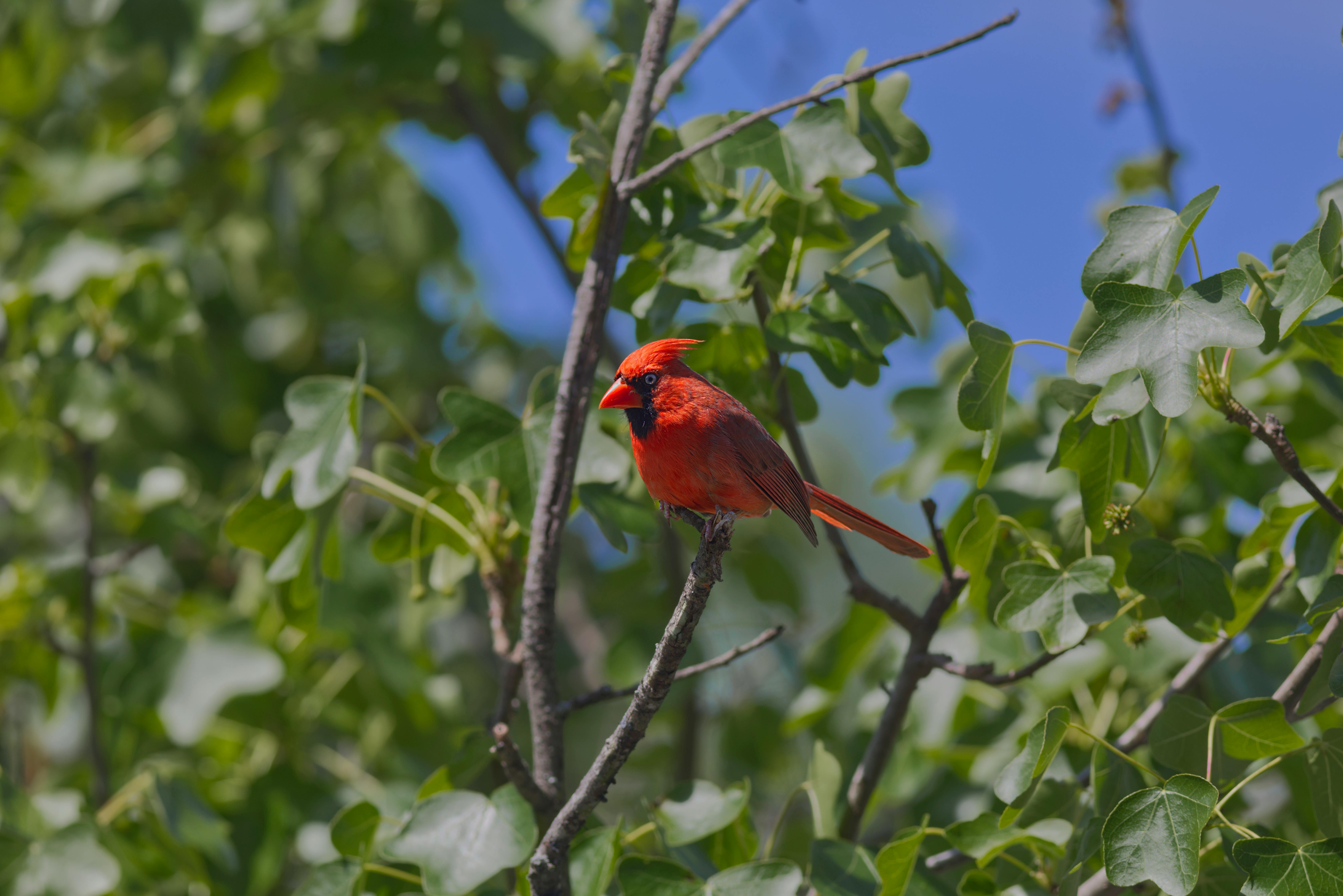 Bird Perched on Tree Branch · Free Stock Photo