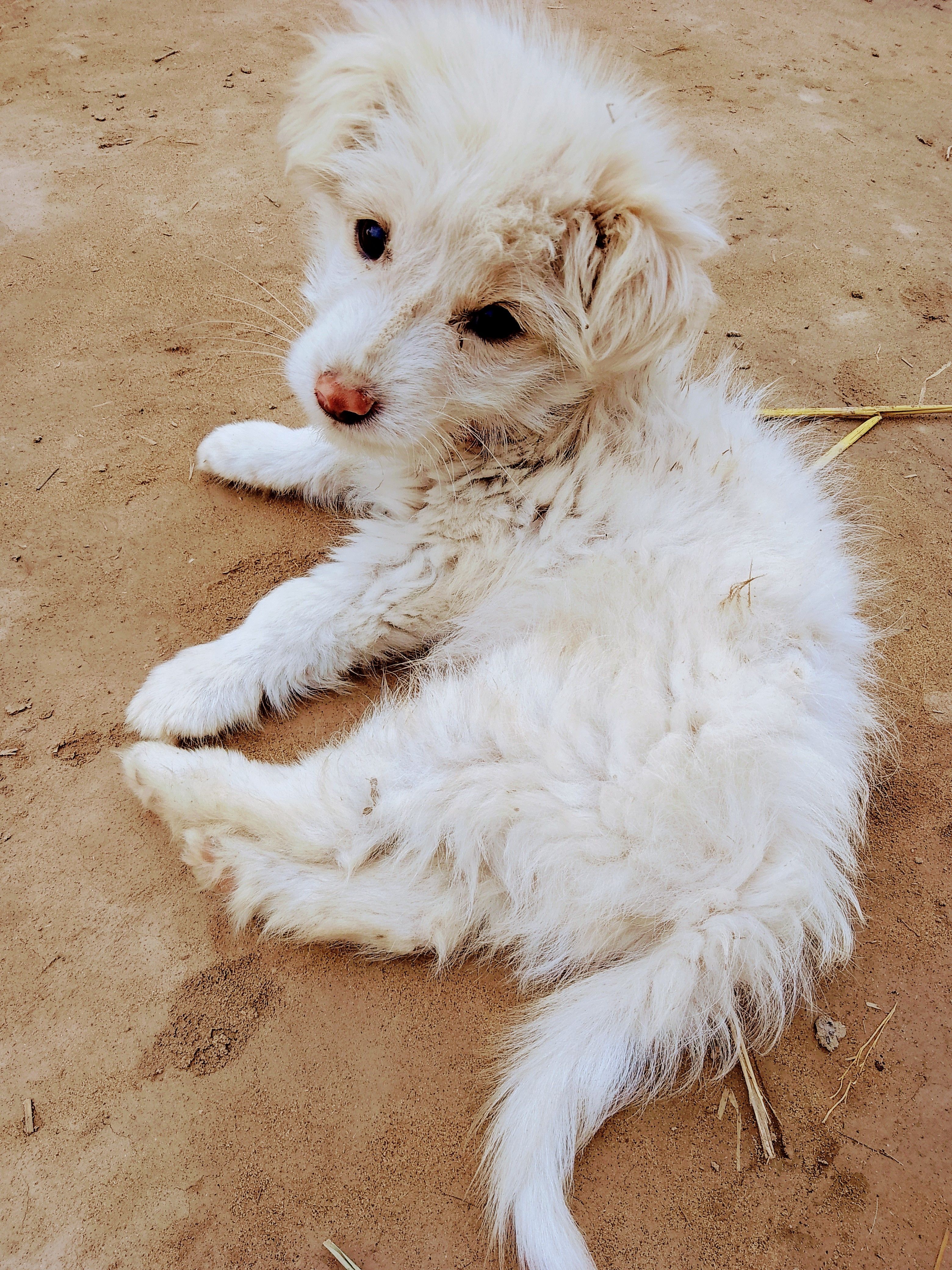 A Cute White Dog Lying on the Sand · Free Stock Photo