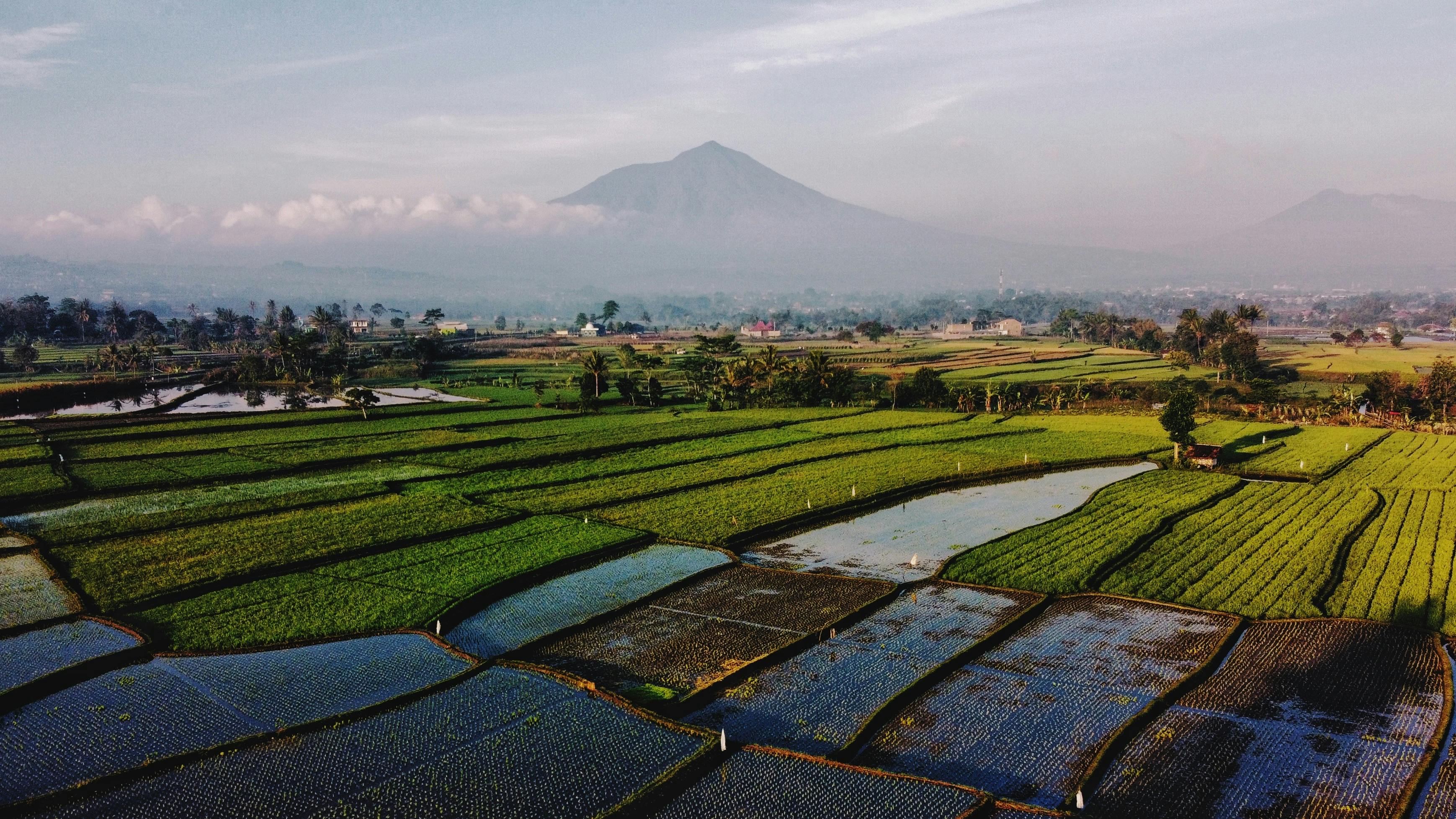 Aerial View of Terraced Rice Fields in Bali · Free Stock Photo