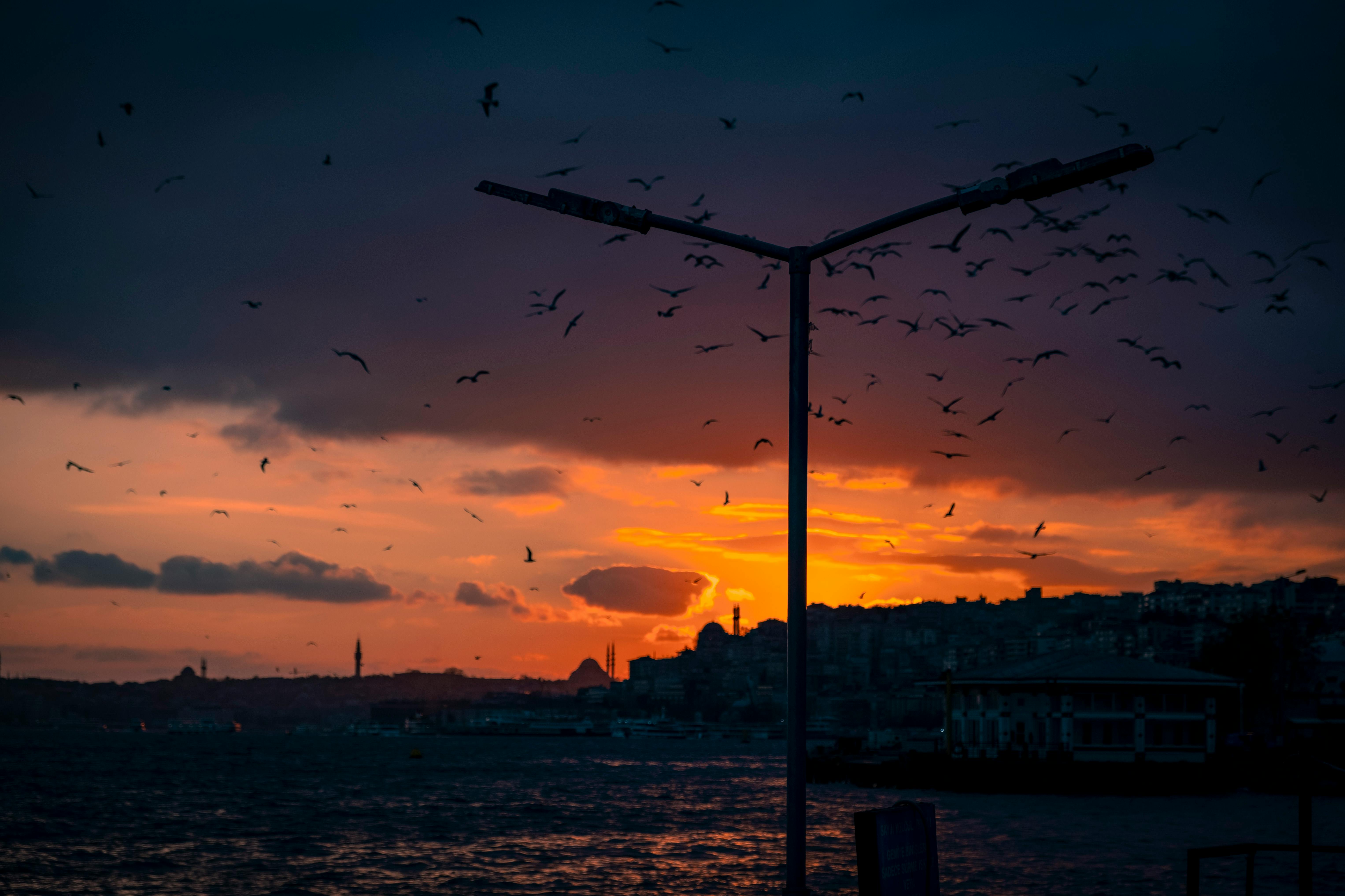 Flying Birds in Istanbul · Free Stock Photo